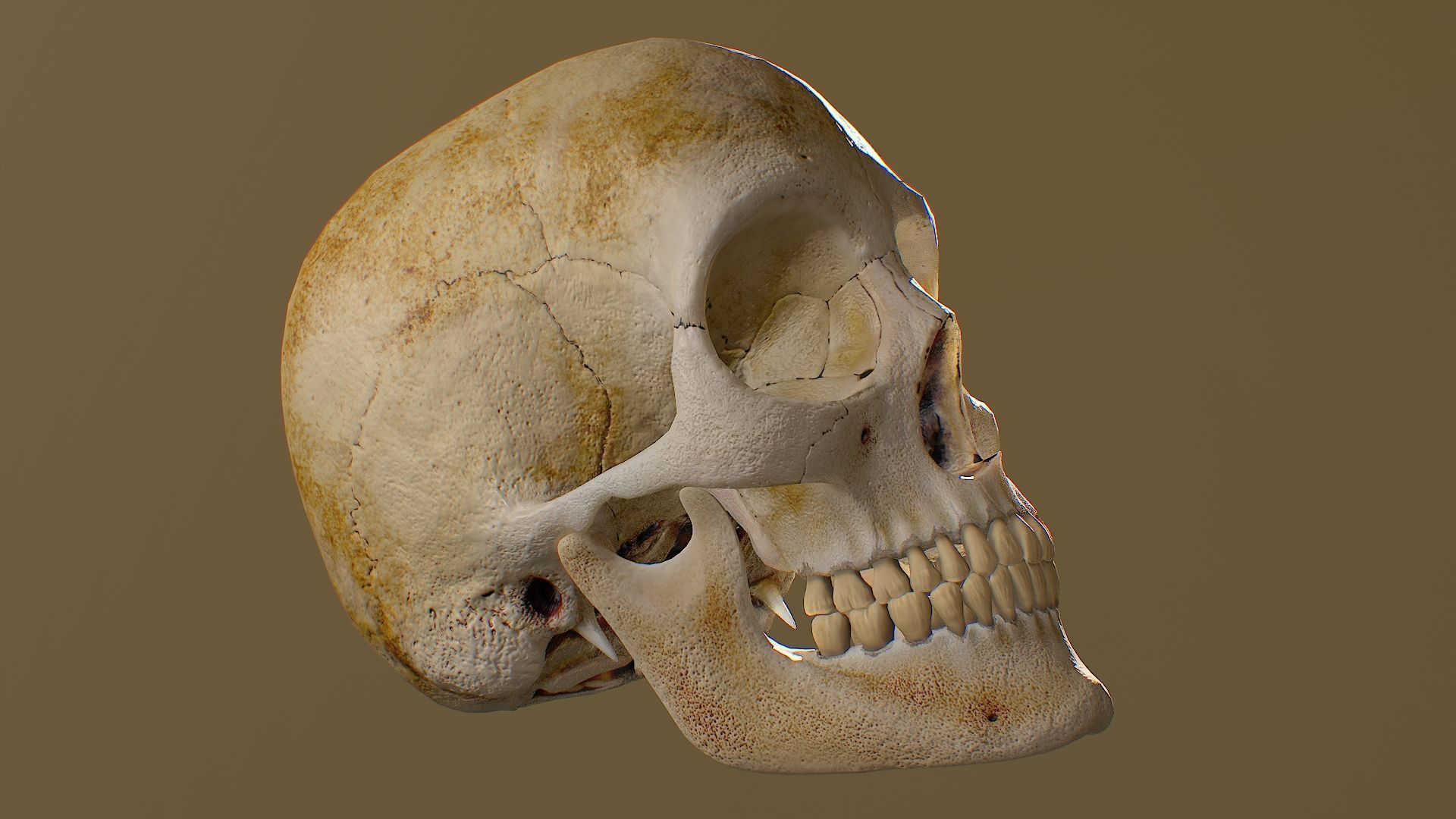 3D model Female Skull VR / AR / low-poly | CGTrader