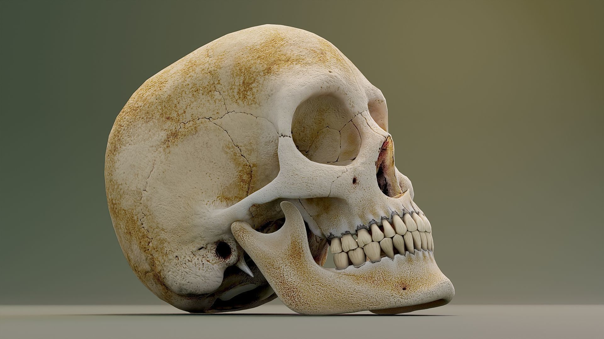 3D model Female Skull VR / AR / low-poly | CGTrader