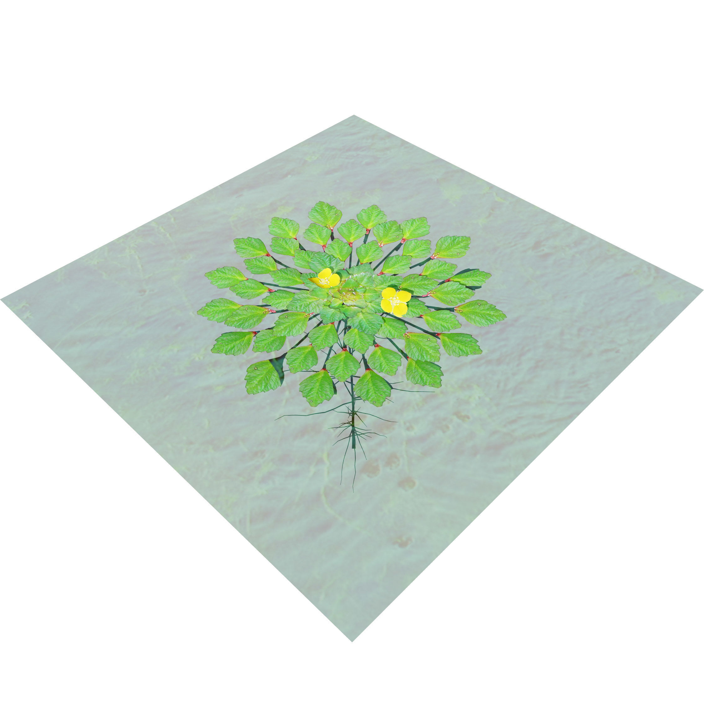 3D model Mosaic Plant 3D Model VR / AR / low-poly | CGTrader