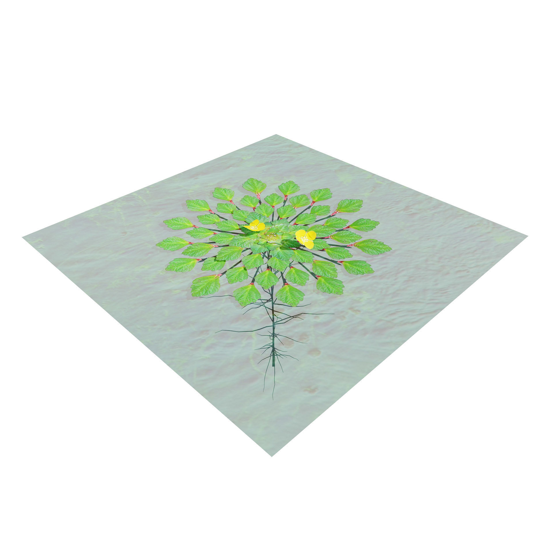 3D model Mosaic Plant 3D Model VR / AR / low-poly | CGTrader
