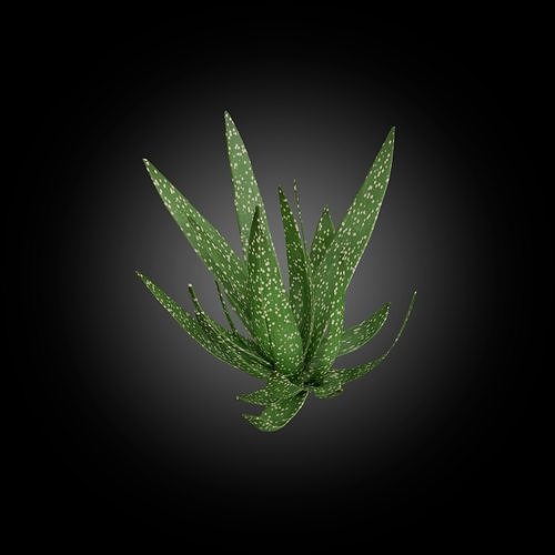 Aloe Vera Plant 3D model | CGTrader
