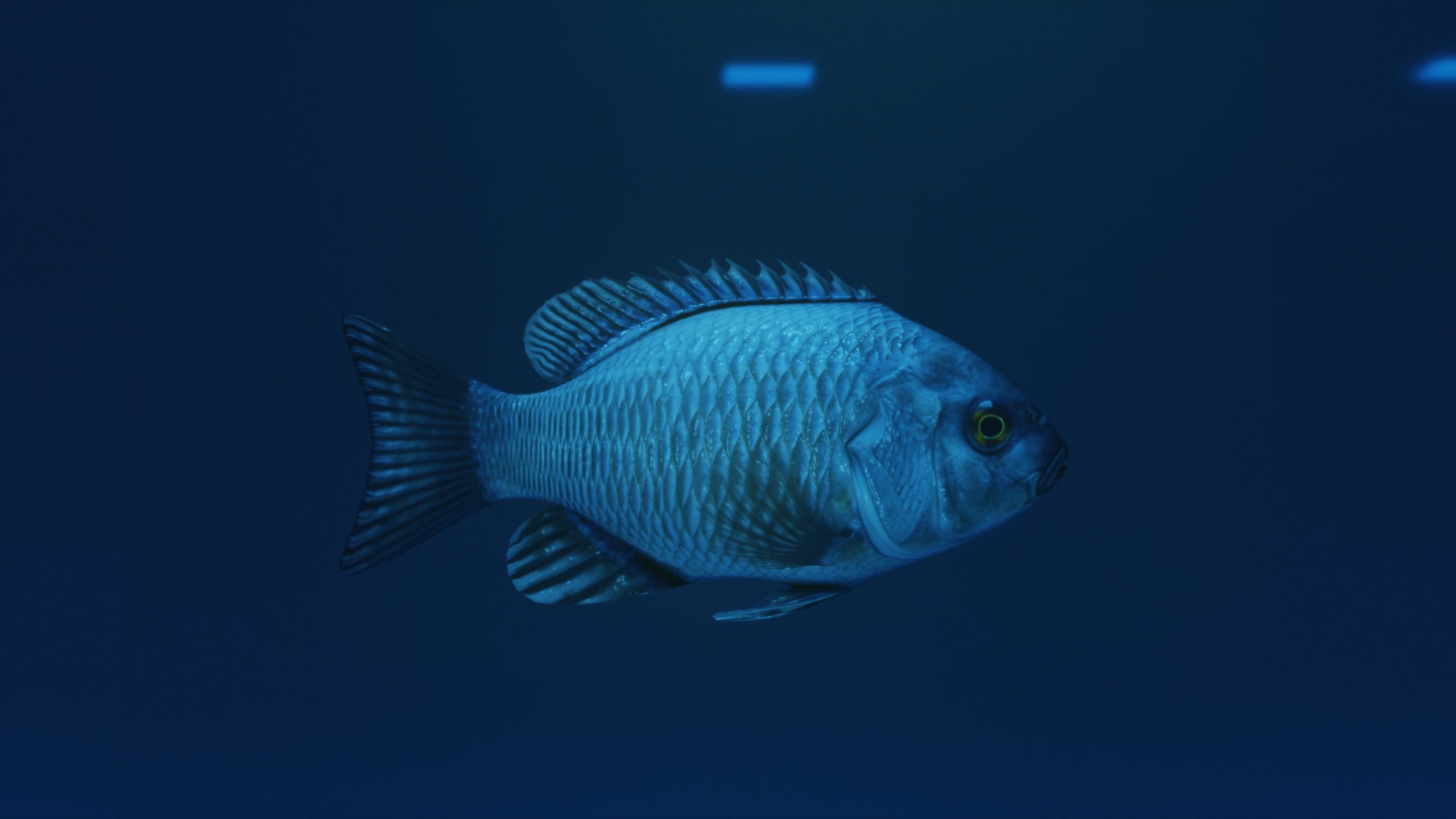 Default fish free 3D model | CGTrader