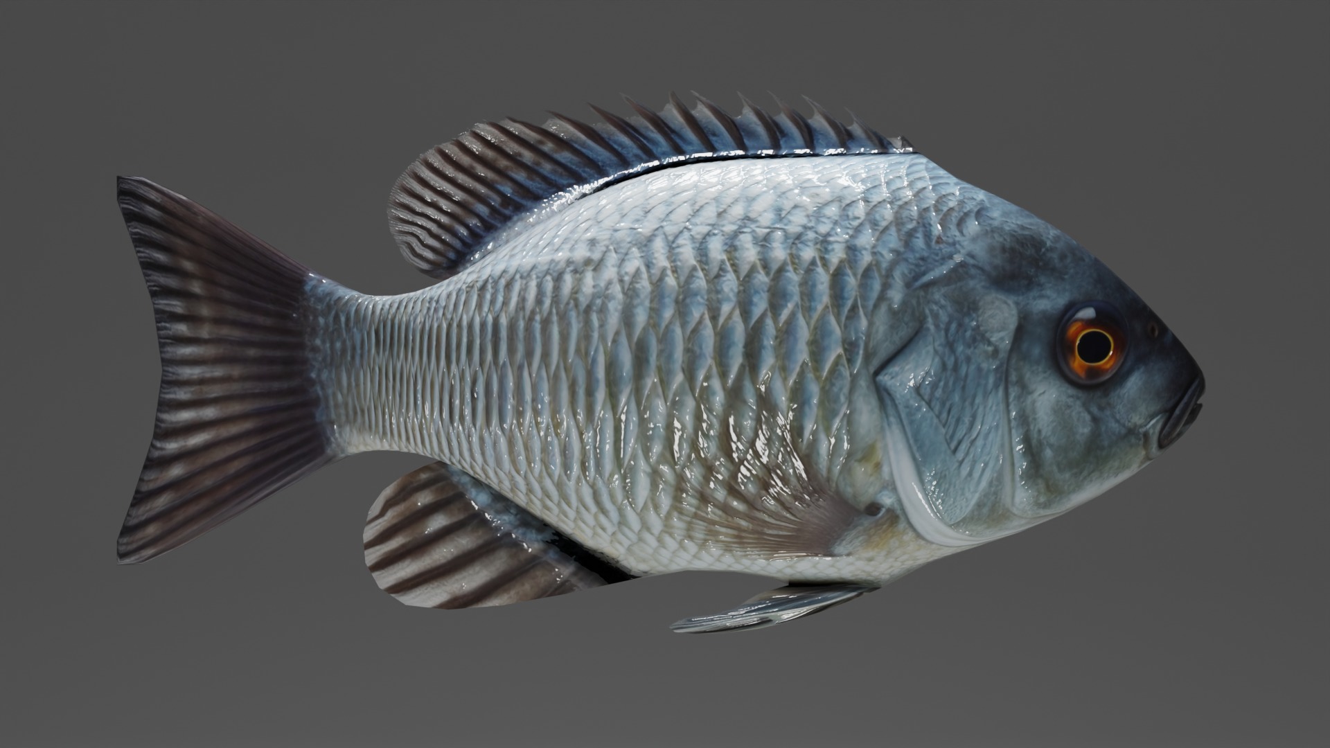 Default fish free 3D model | CGTrader