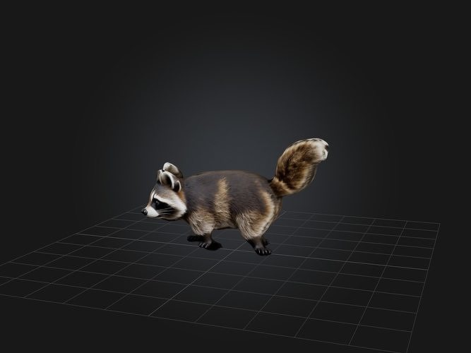3D model Realistic Raccoon Model VR / AR / low-poly | CGTrader