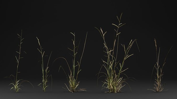 Dallis grass 3D model | CGTrader