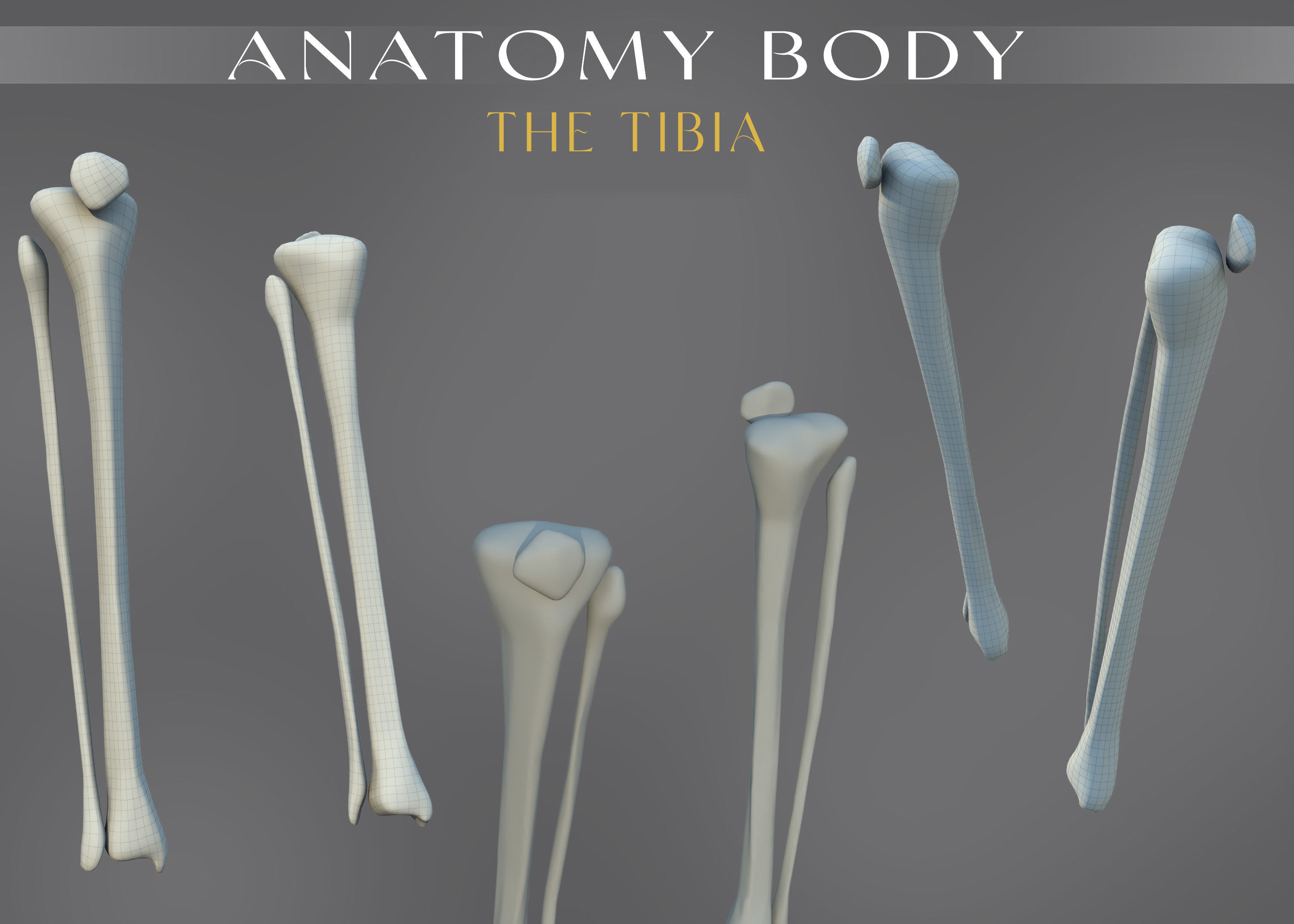 3D model The tibia VR / AR / low-poly | CGTrader
