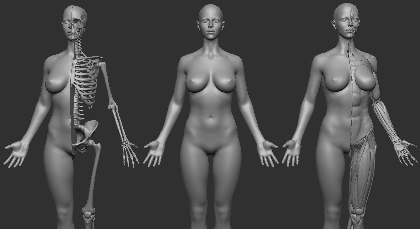 ECORCHE FEMALE - ANATOMIA MUJER 3D model 3D printable | CGTrader