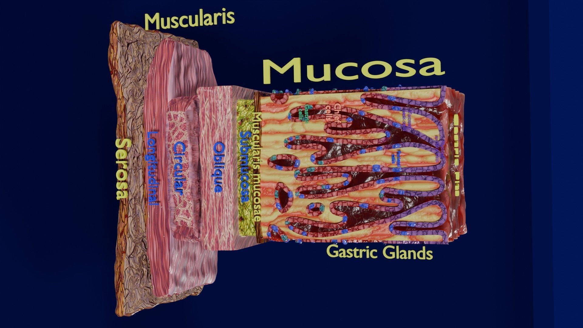 3D model Stomach Gastric Gland cells histology VR / AR / low-poly ...
