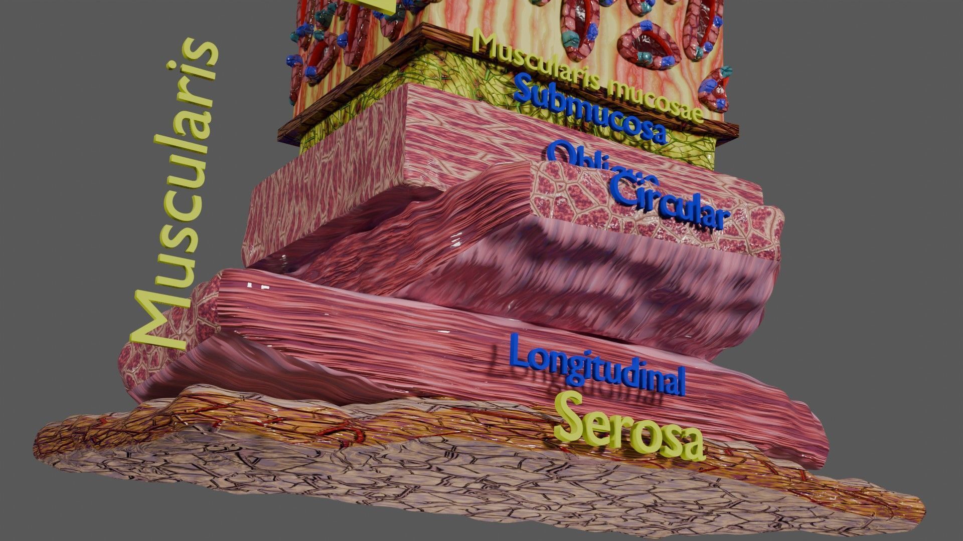 3D model Stomach Gastric Gland cells histology VR / AR / low-poly ...