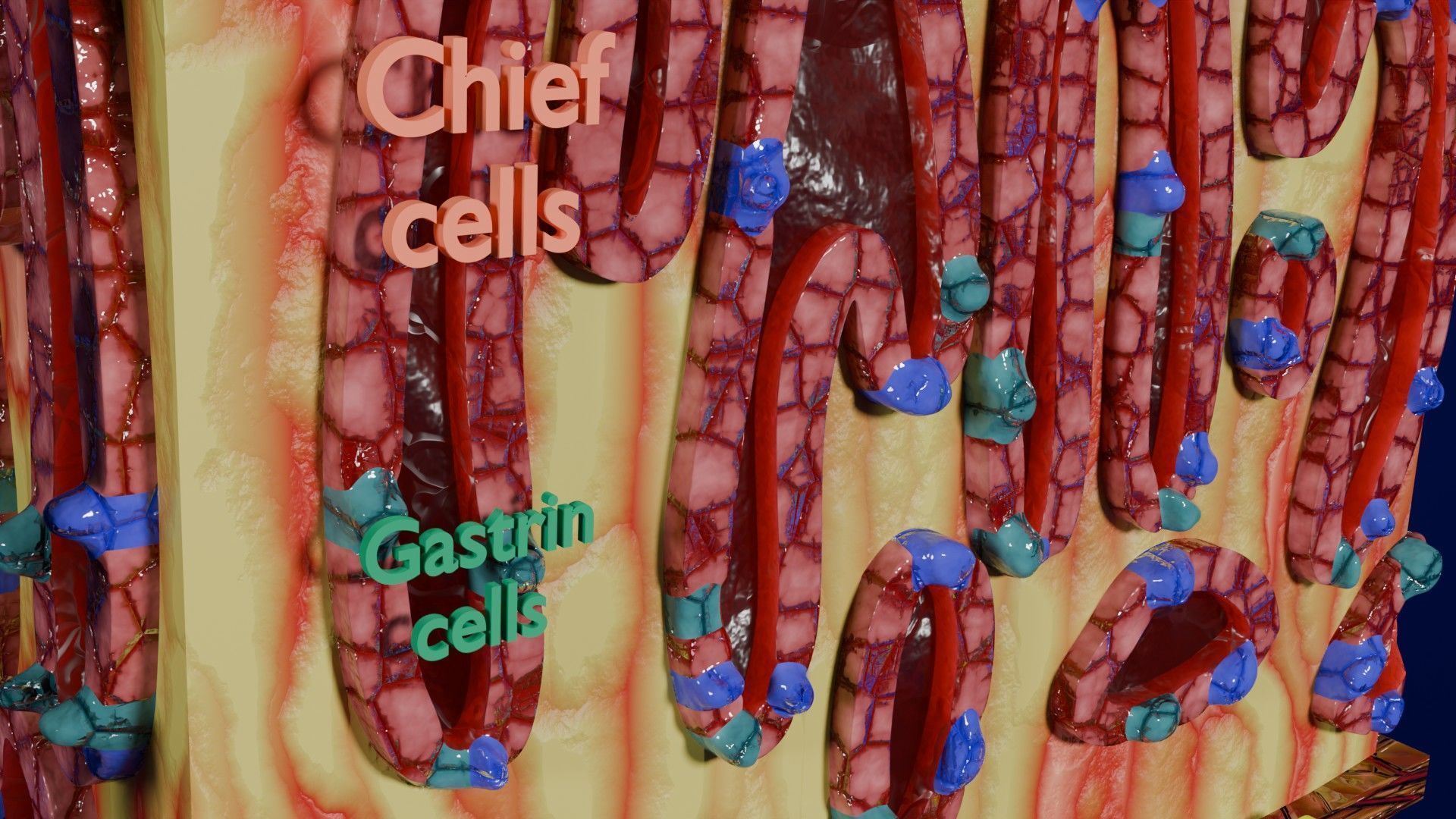 3D model Stomach Gastric Gland cells histology VR / AR / low-poly ...