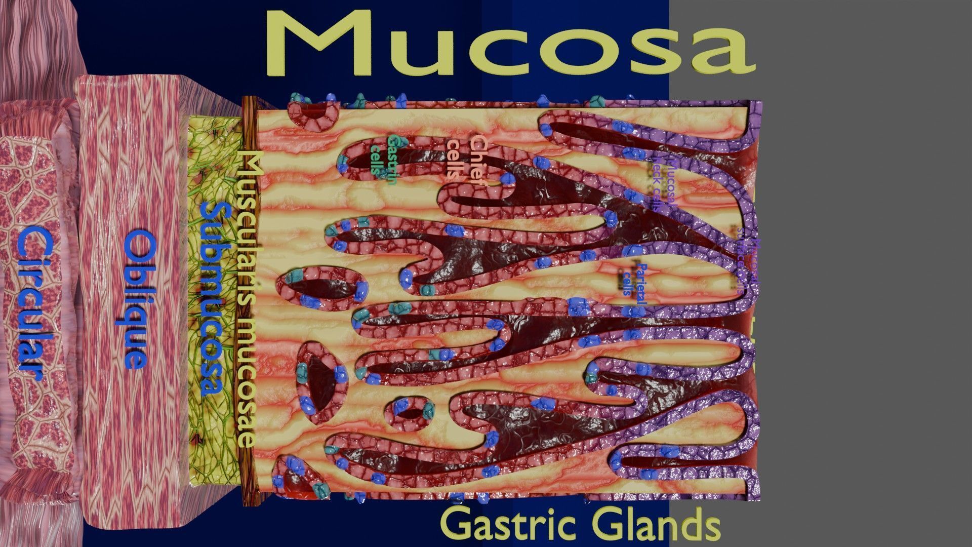 3D model Stomach Gastric Gland cells histology VR / AR / low-poly ...