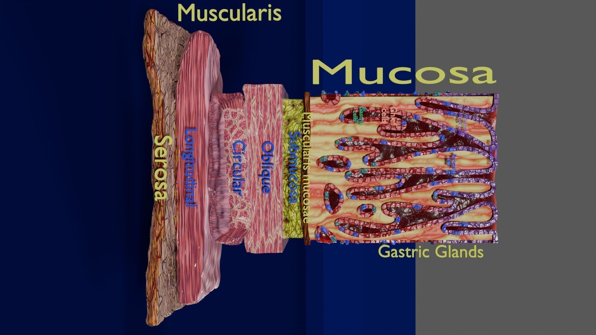 3D model Stomach Gastric Gland cells histology VR / AR / low-poly ...
