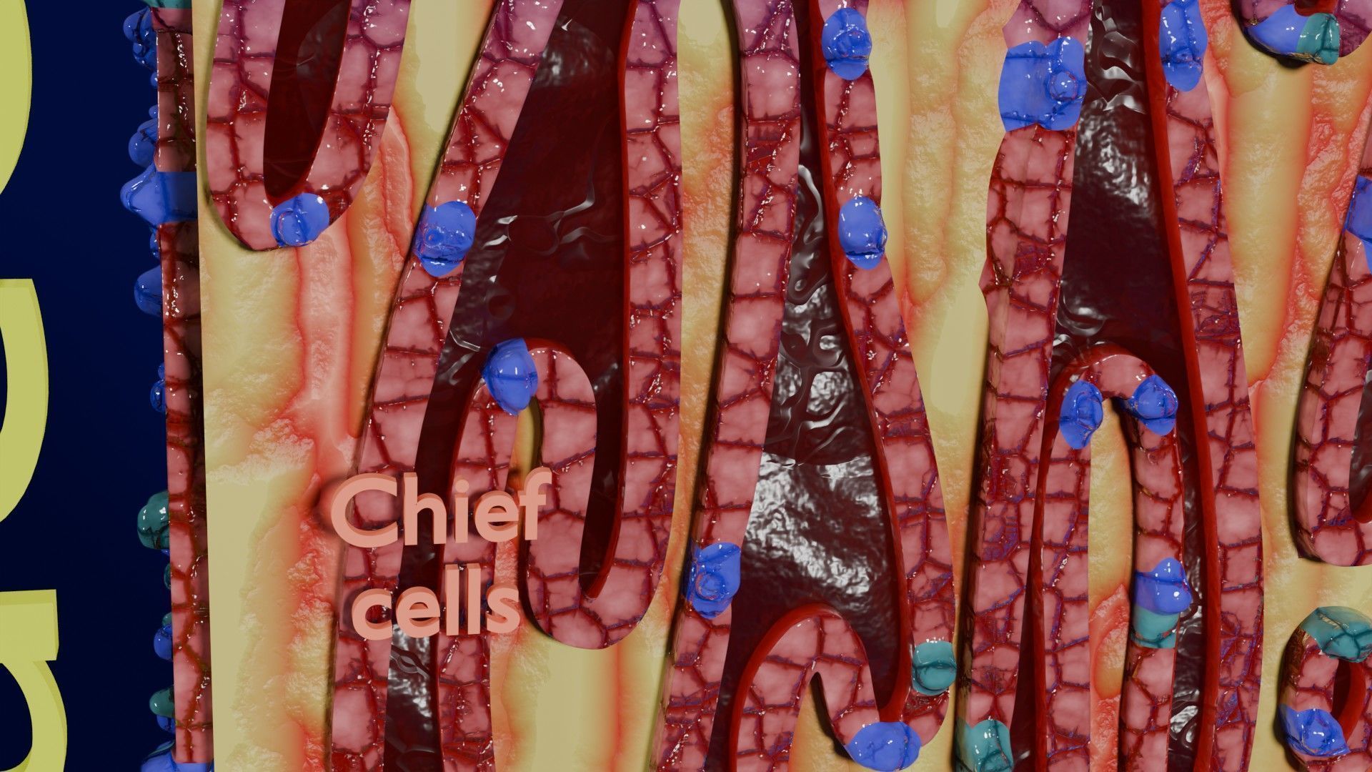 3D model Stomach Gastric Gland cells histology VR / AR / low-poly ...