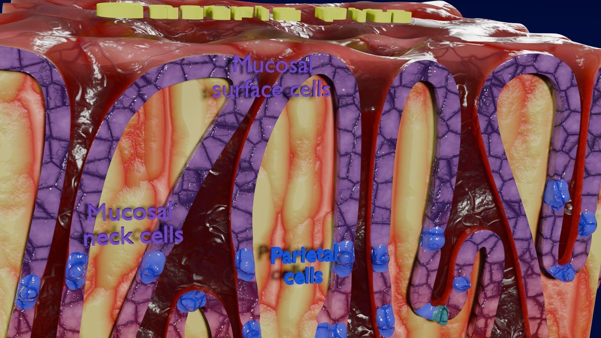 3D model Stomach Gastric Gland cells histology VR / AR / low-poly ...