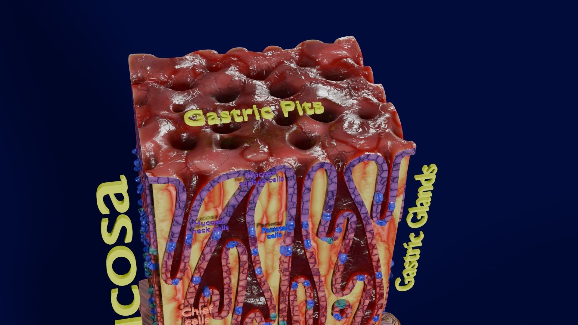 3D model Stomach Gastric Gland cells histology VR / AR / low-poly ...
