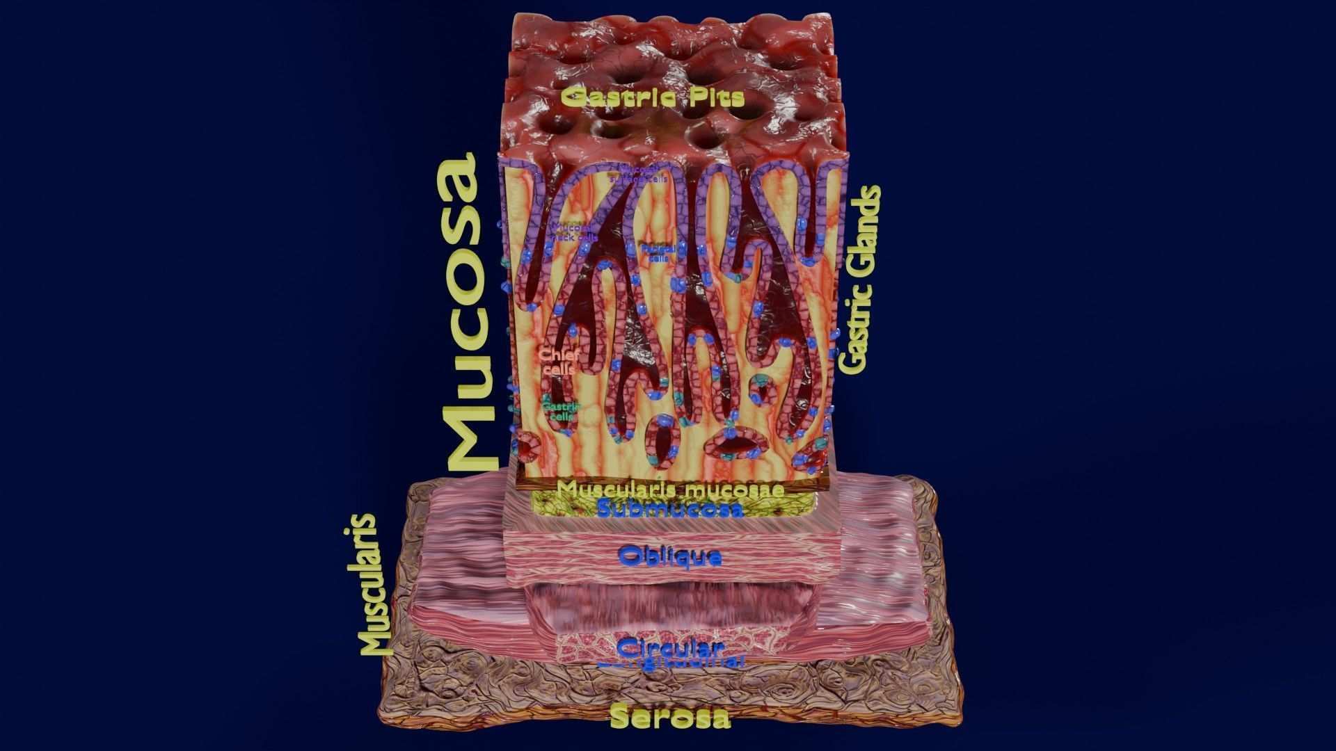 3D model Stomach Gastric Gland cells histology VR / AR / low-poly ...