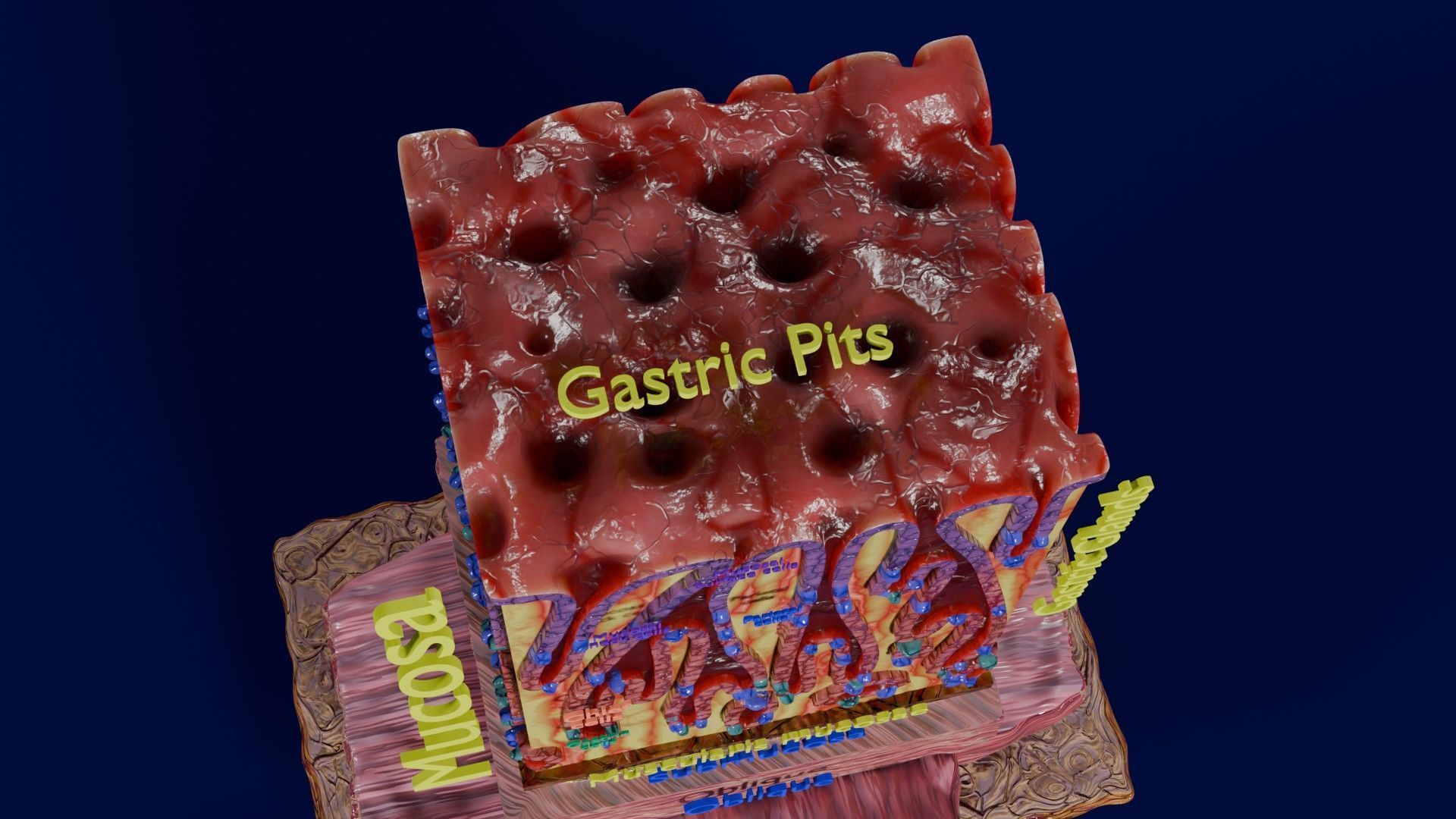 3D model Stomach Gastric Gland cells histology VR / AR / low-poly ...