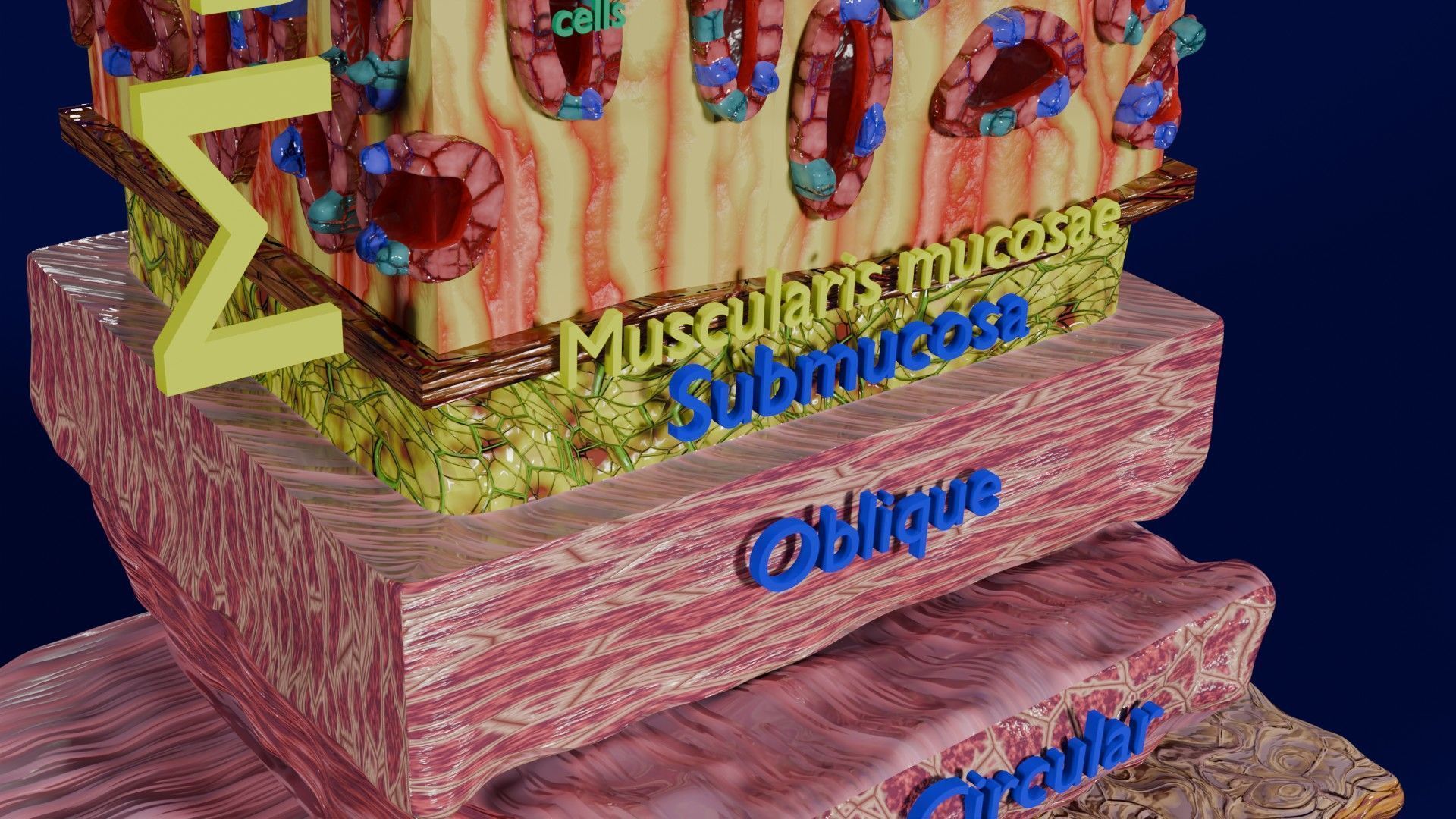3D model Stomach Gastric Gland cells histology VR / AR / low-poly ...