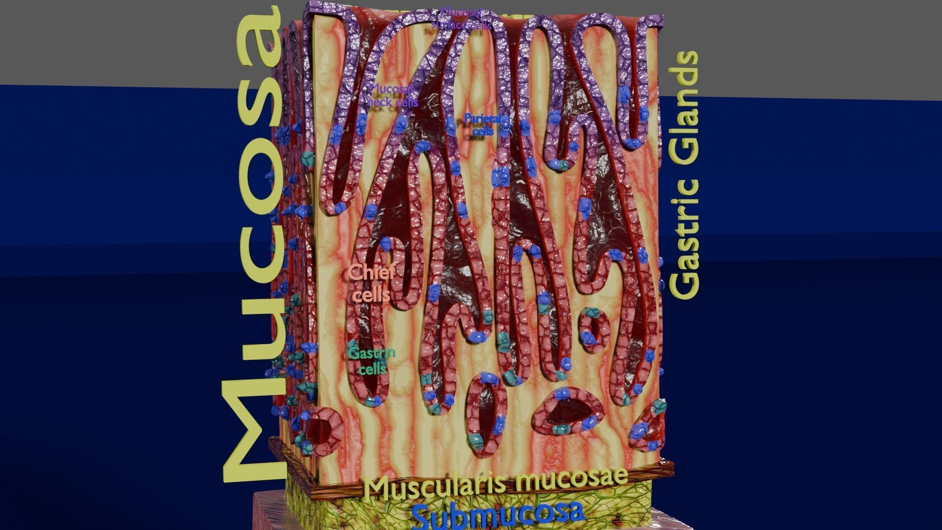 3D model Stomach Gastric Gland cells histology VR / AR / low-poly ...