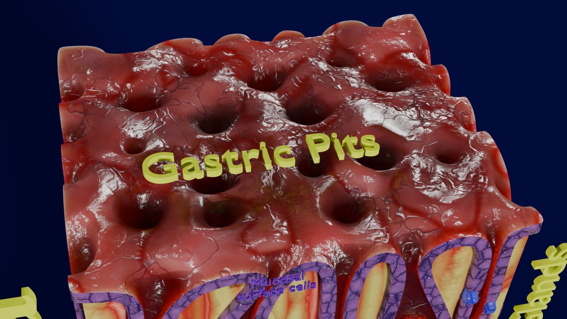 3D model Stomach Gastric Gland cells histology VR / AR / low-poly ...