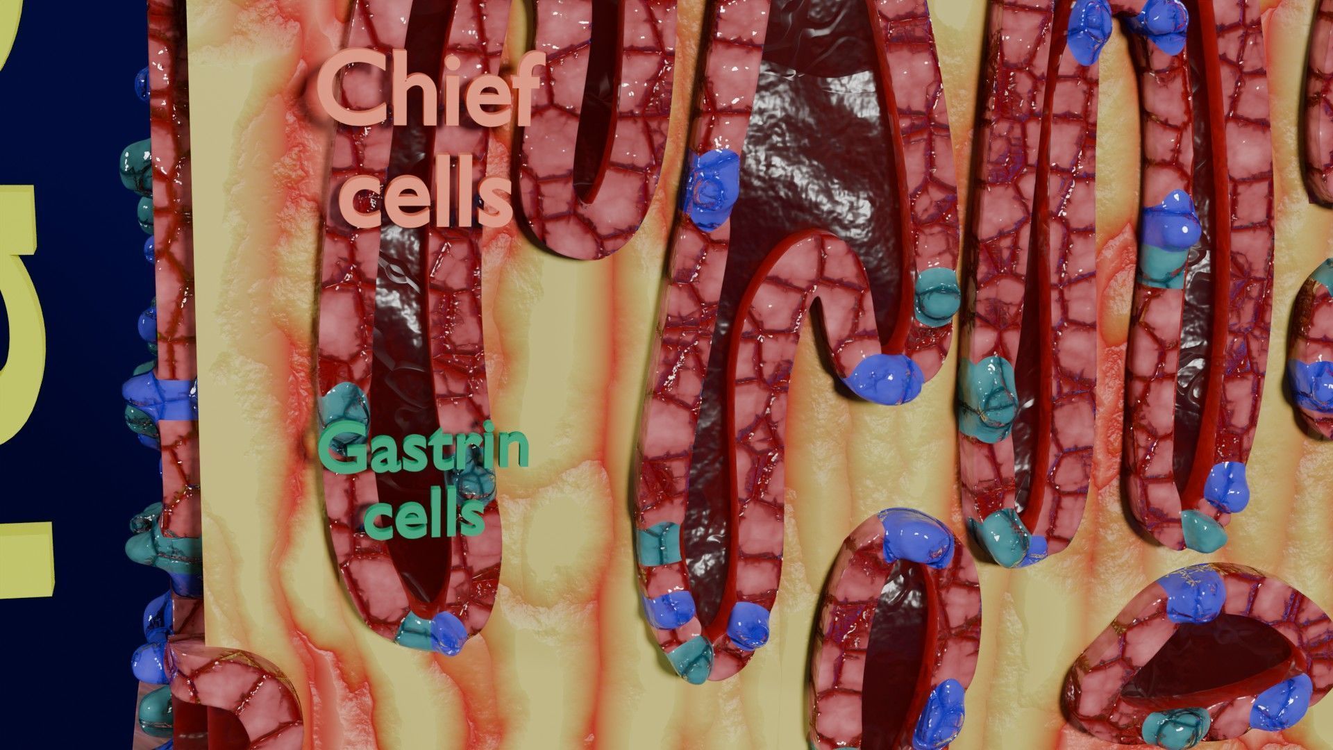 3D model Stomach Gastric Gland cells histology VR / AR / low-poly ...