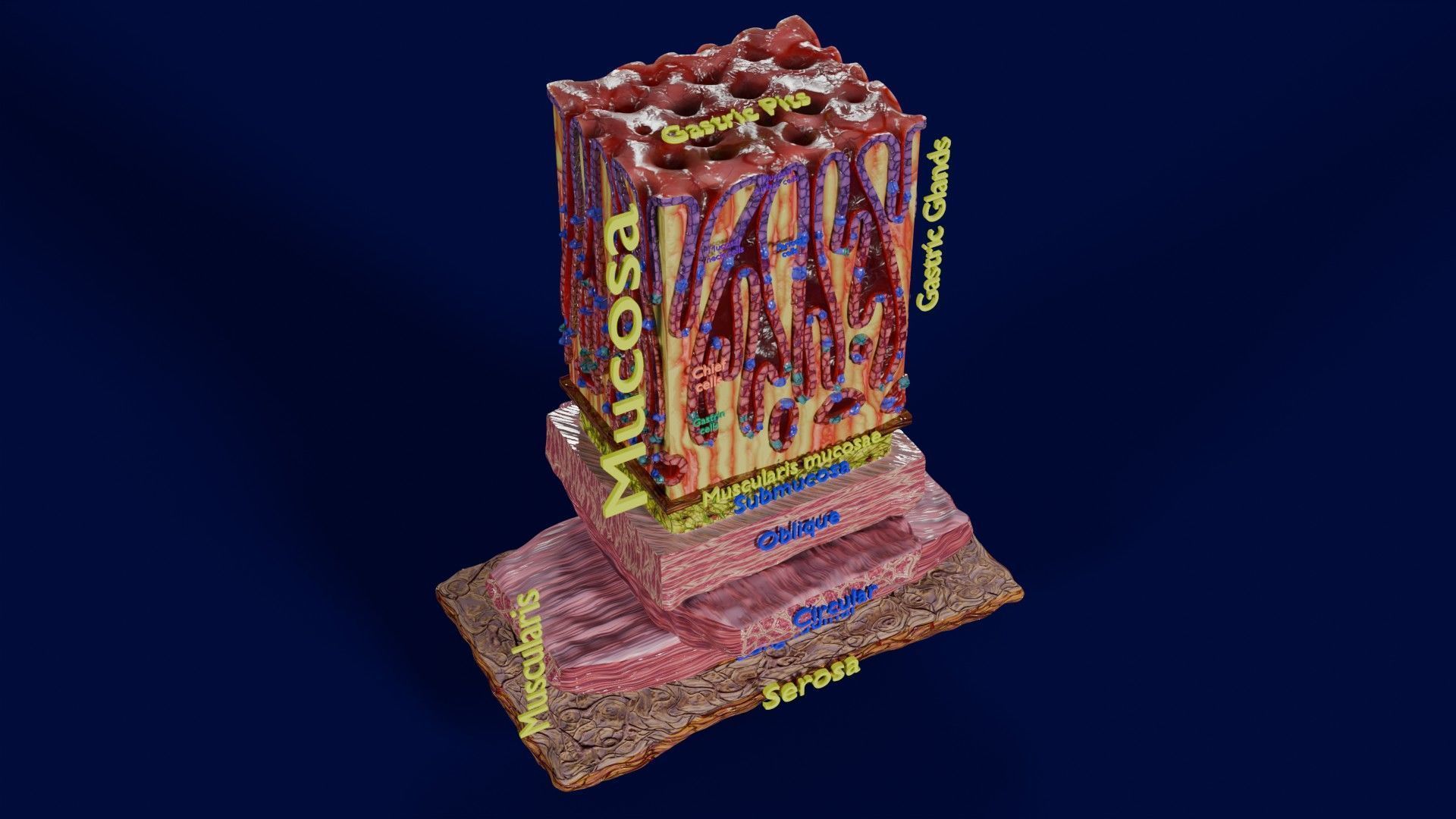 3D model Stomach Gastric Gland cells histology VR / AR / low-poly ...