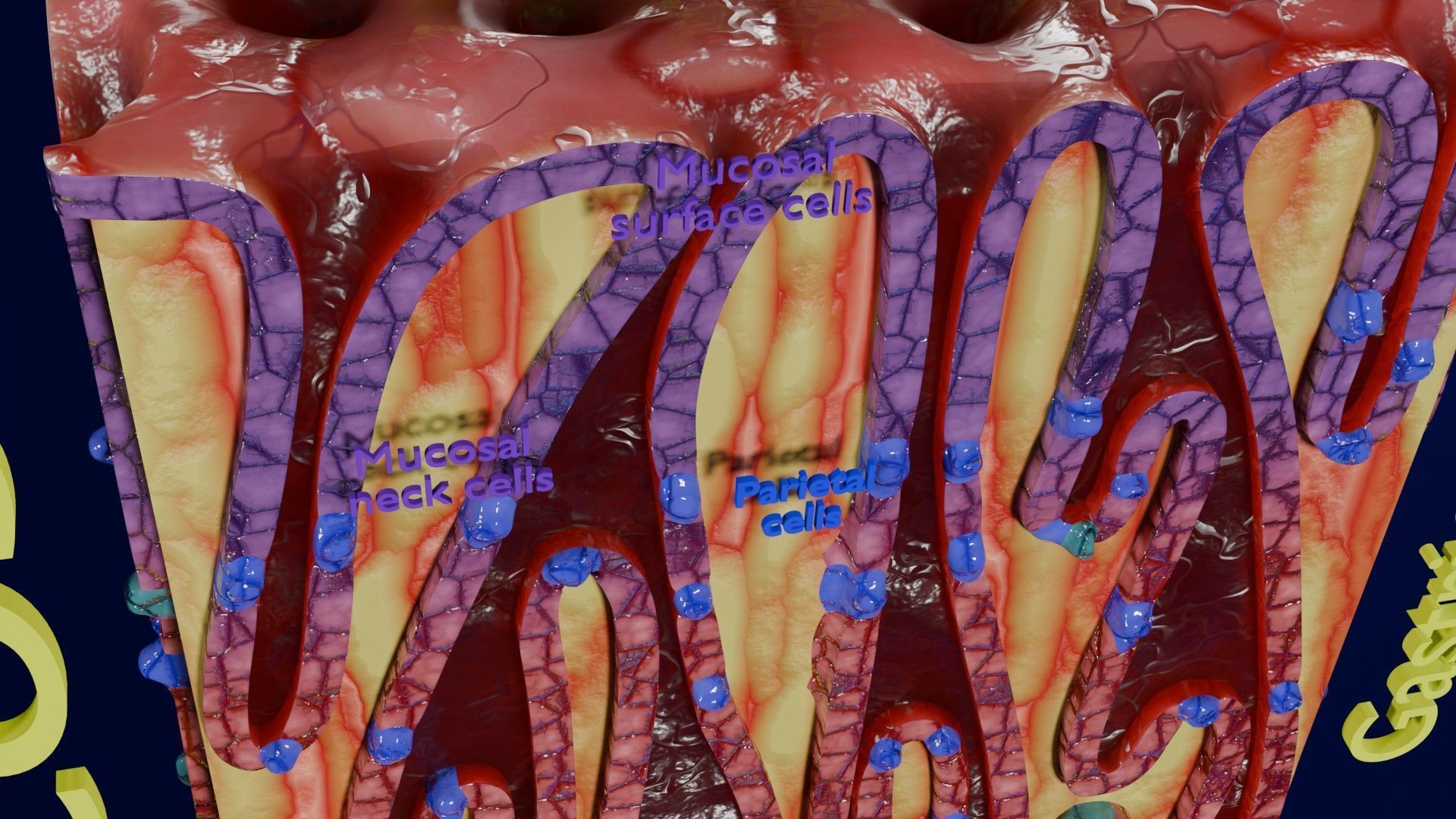 3D model Stomach Gastric Gland cells histology VR / AR / low-poly ...
