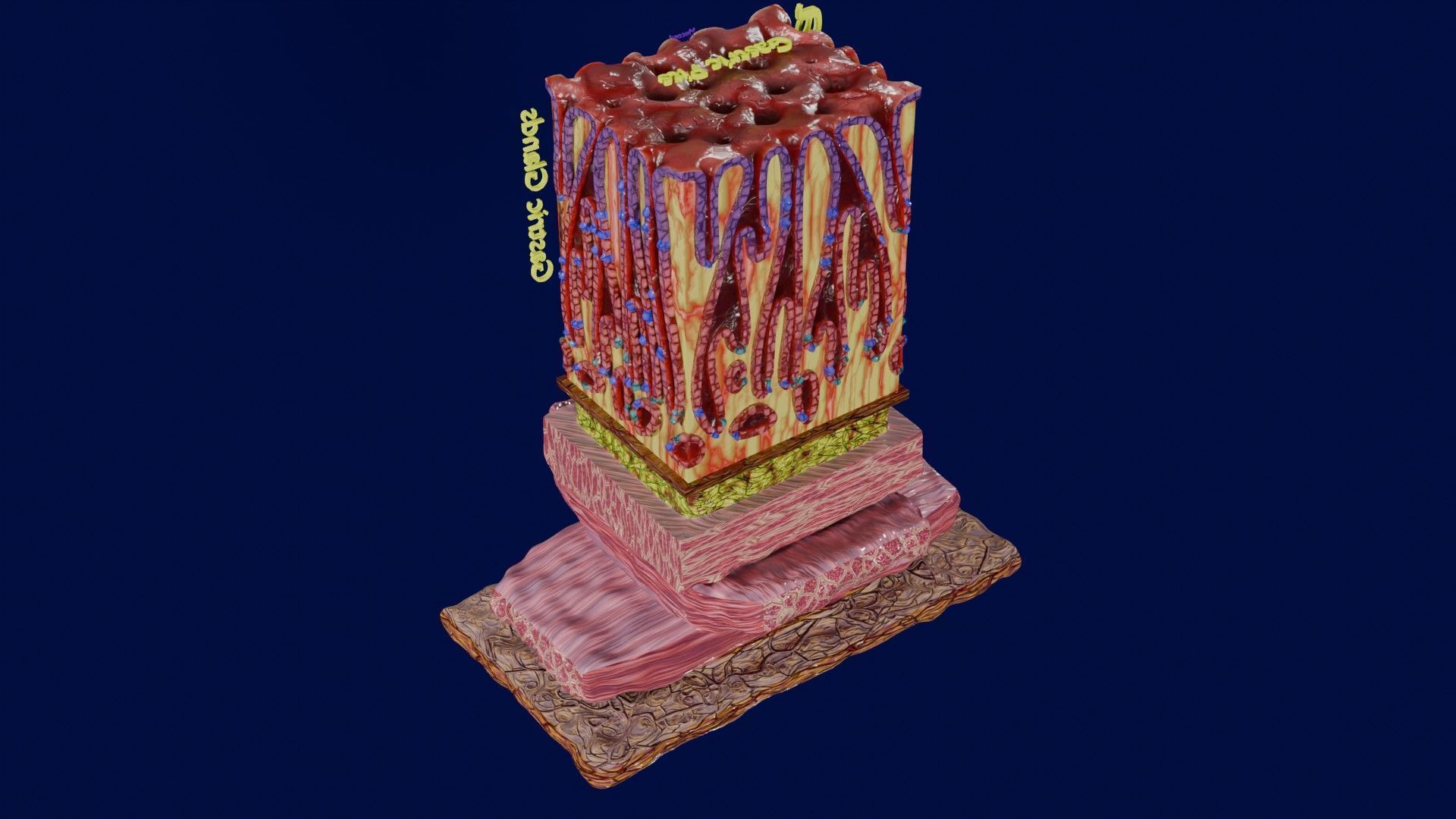 3D model Stomach Gastric Gland cells histology VR / AR / low-poly ...