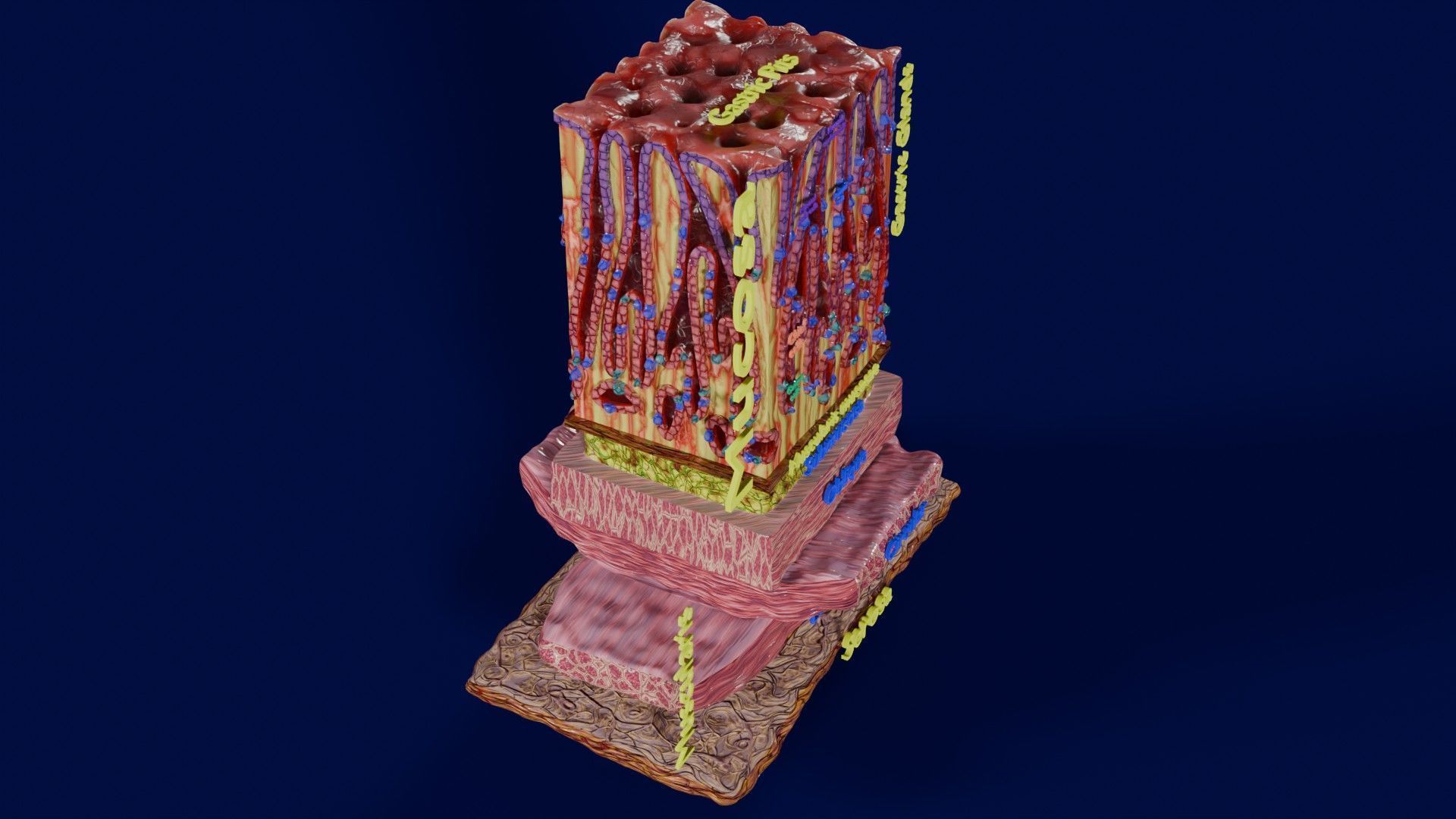 3D model Stomach Gastric Gland cells histology VR / AR / low-poly ...