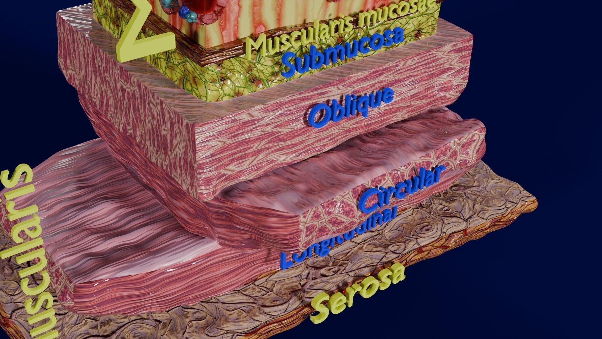 3D model Stomach Gastric Gland cells histology VR / AR / low-poly ...