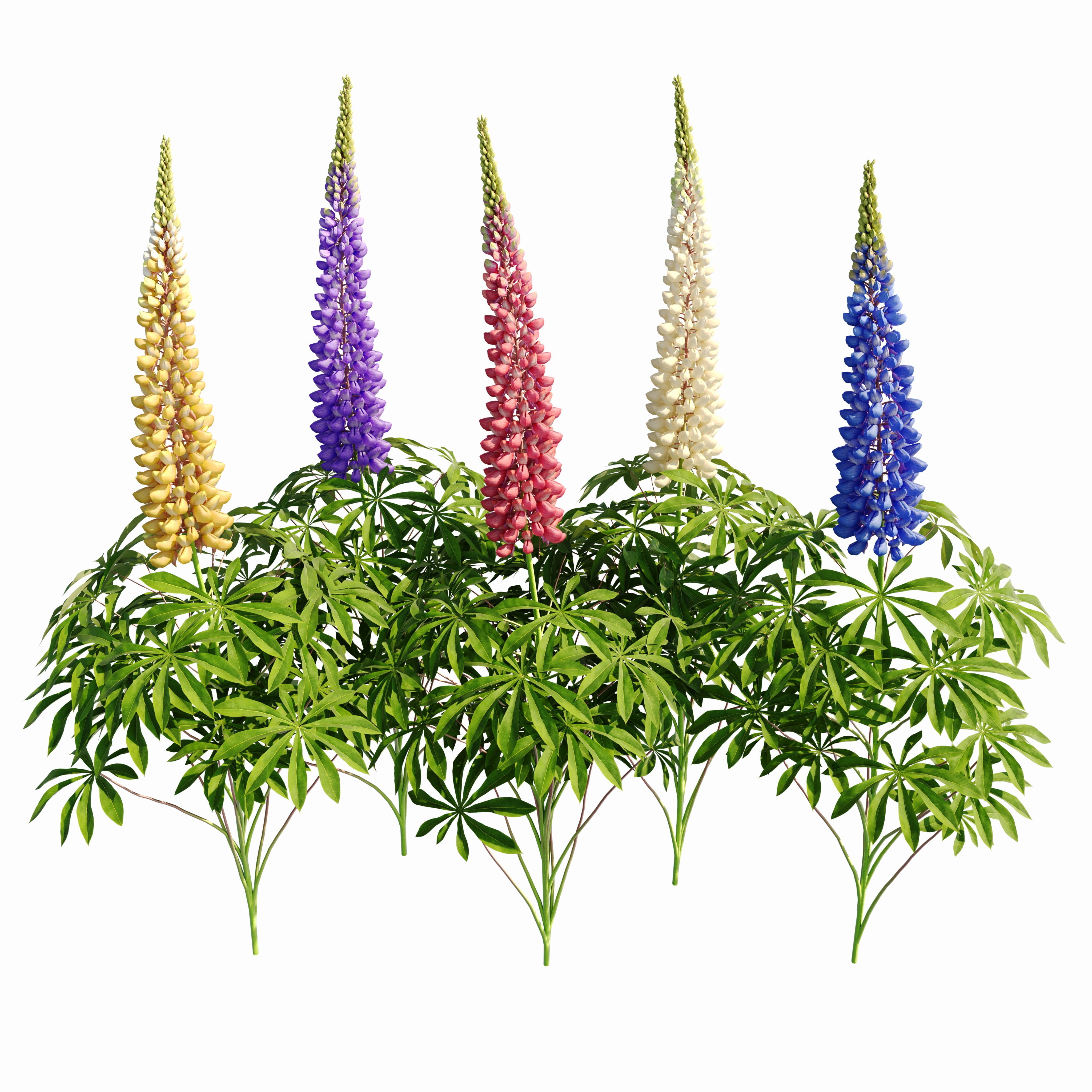 Lupine bush Lupinus 3D model | CGTrader