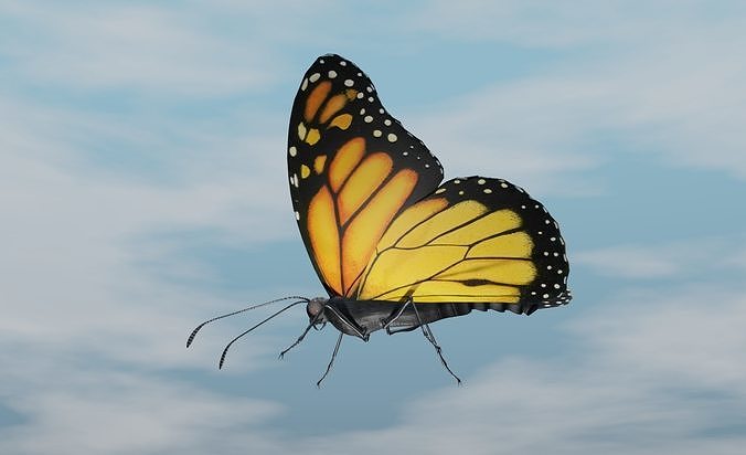 3D model Realistic Flying Butterfly VR / AR / low-poly | CGTrader