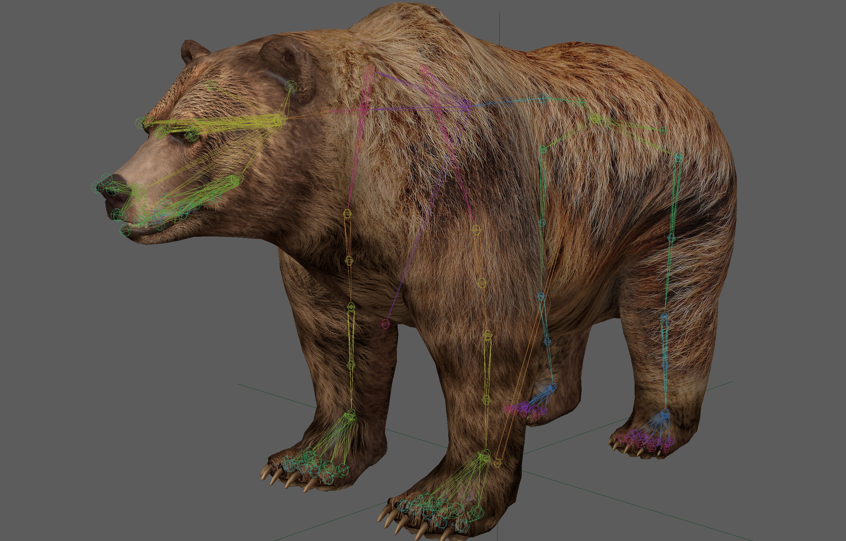 Grizzly Bear Rig 3D model rigged | CGTrader
