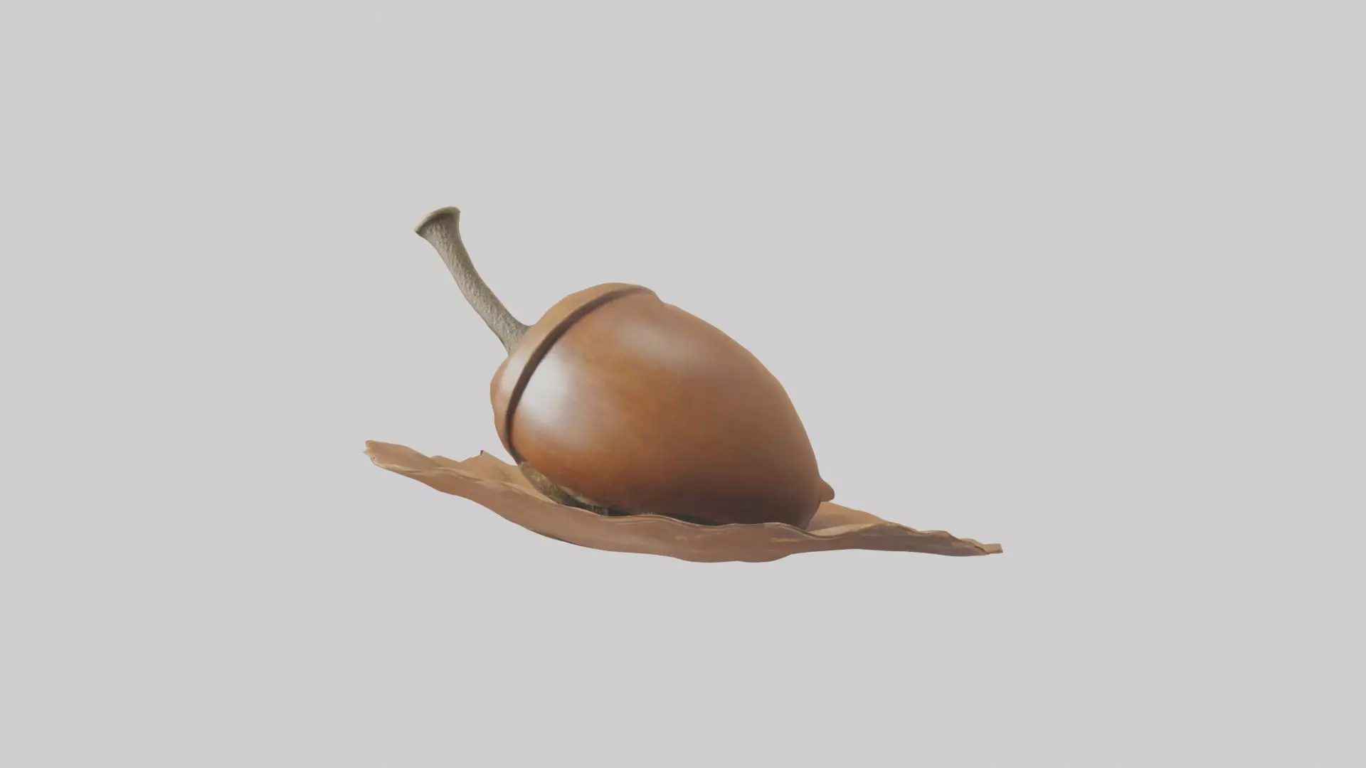 3D model Acorn Model 1 VR / AR / low-poly | CGTrader