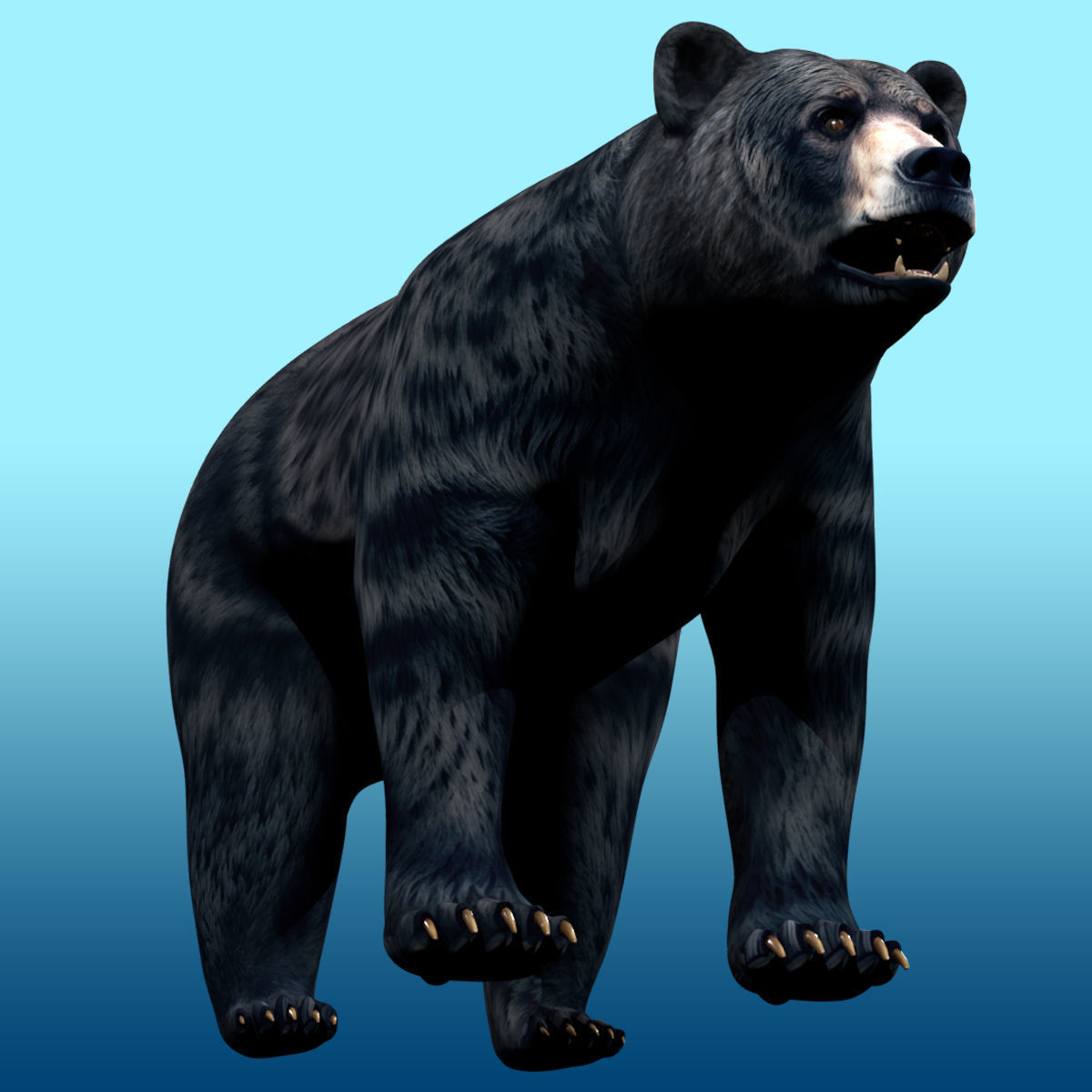 Black Bear Rig 3D model rigged | CGTrader