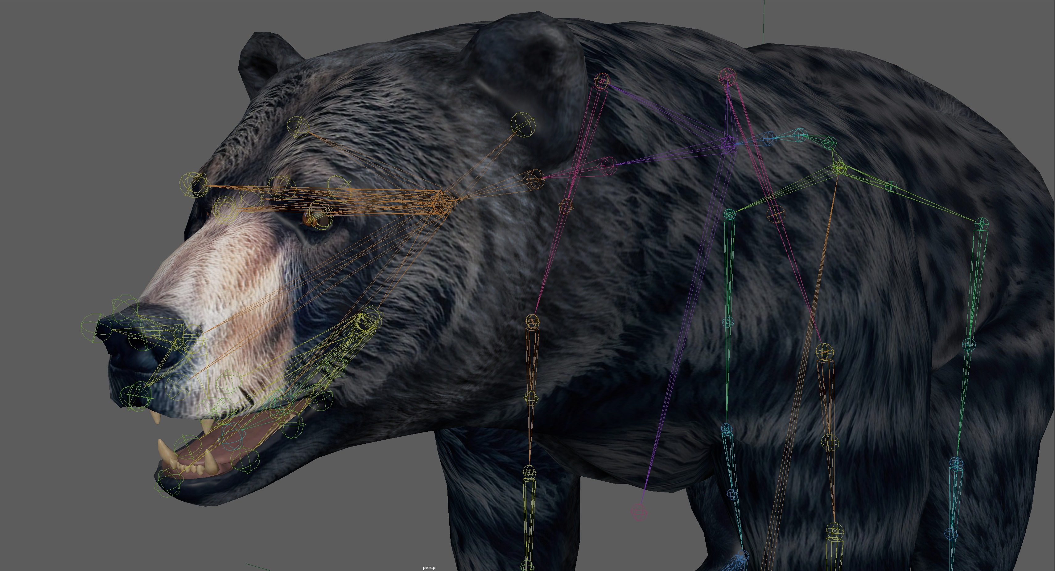 Black Bear Rig 3D model rigged | CGTrader