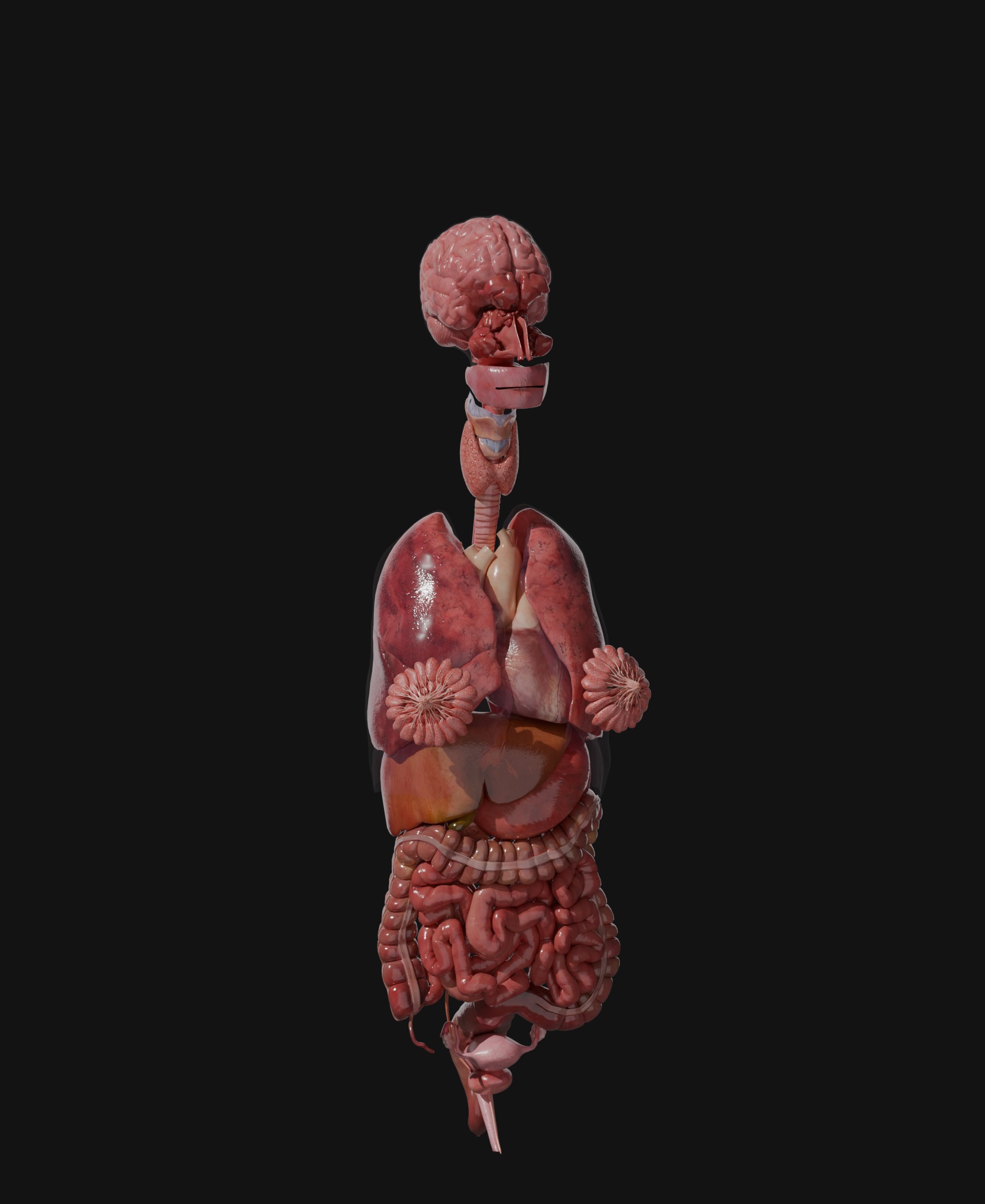 Anatomical Reference - Male and Female Human Organs 3D model | CGTrader