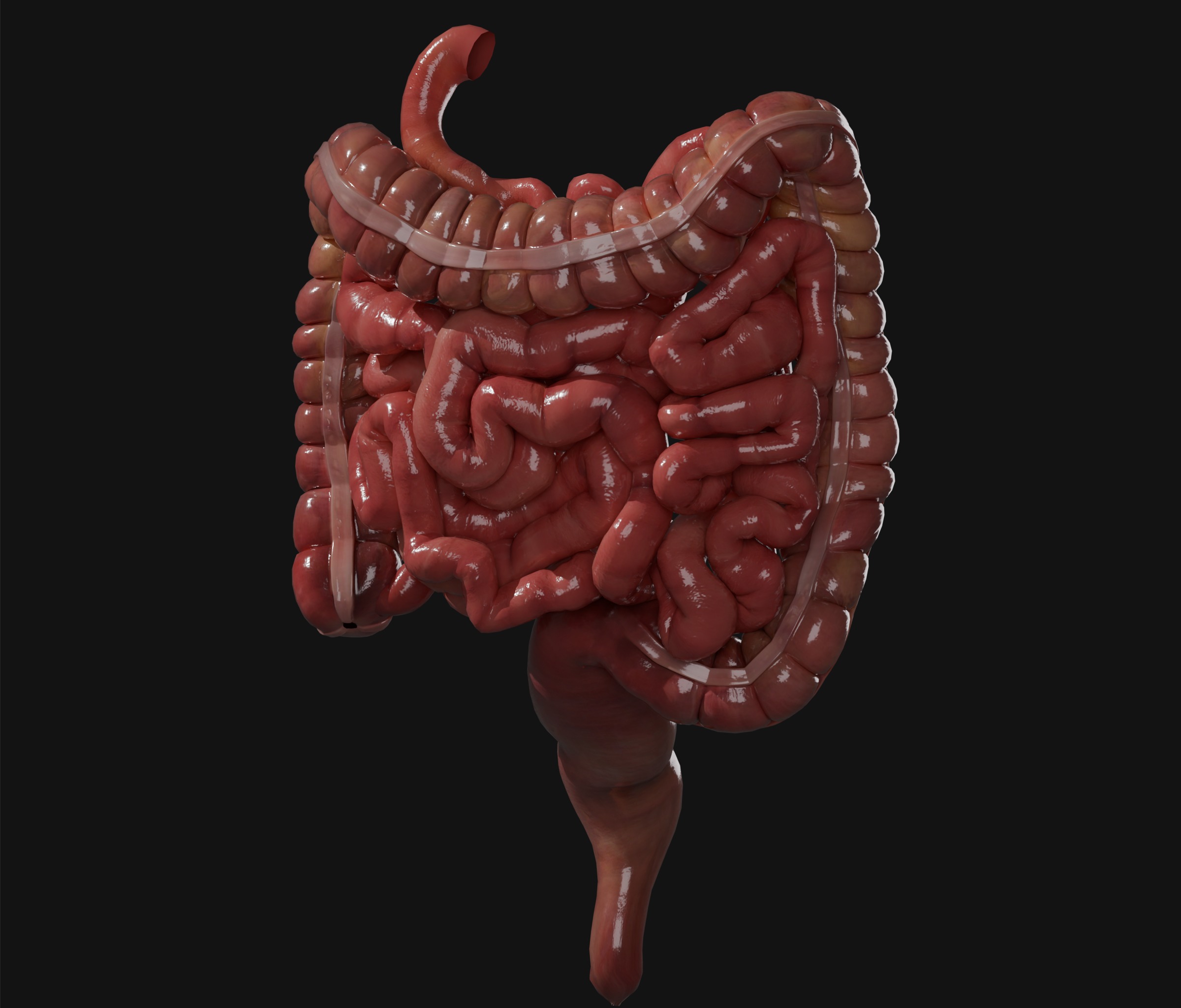 Anatomical Reference - Male and Female Human Organs 3D model | CGTrader