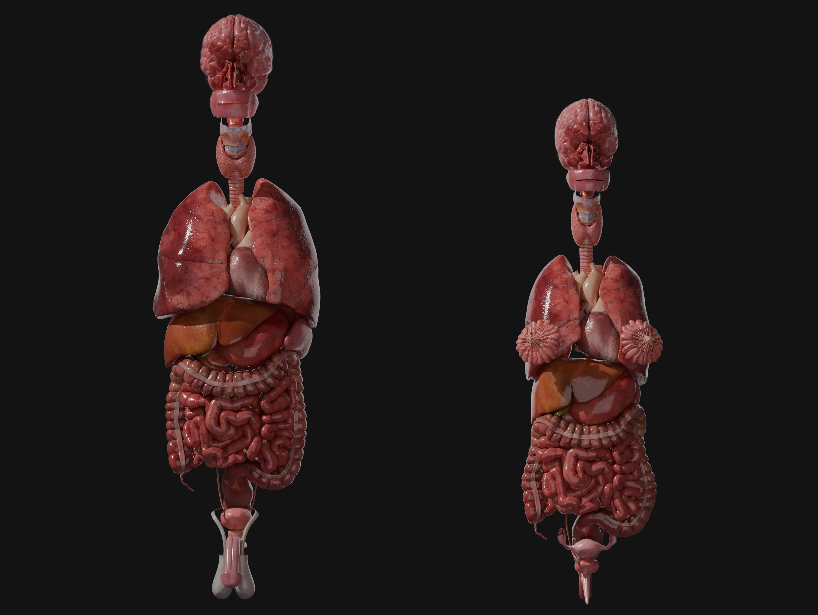 Anatomical Reference - Male and Female Human Organs 3D model | CGTrader