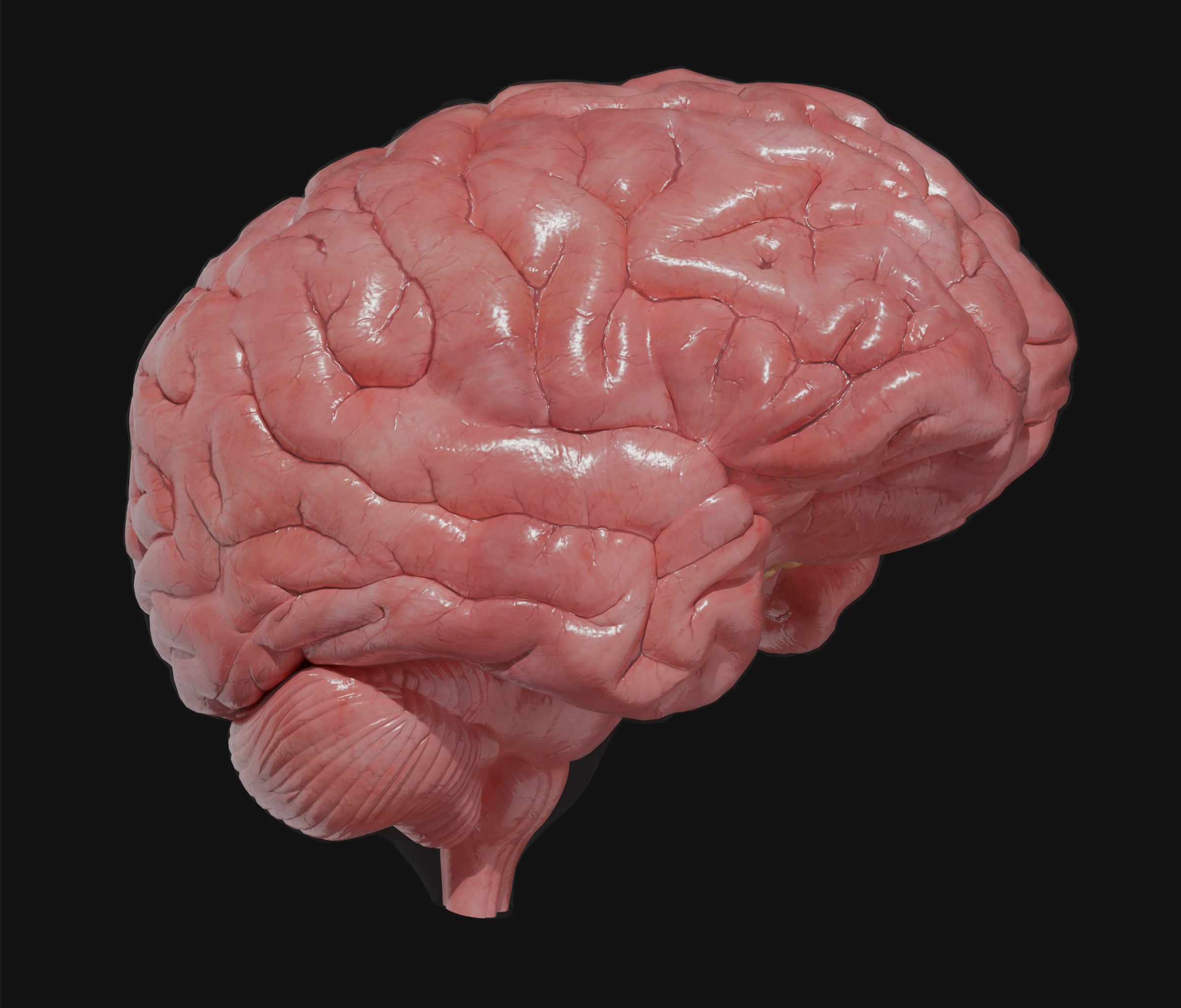 Anatomical Reference - Male and Female Human Organs 3D model | CGTrader