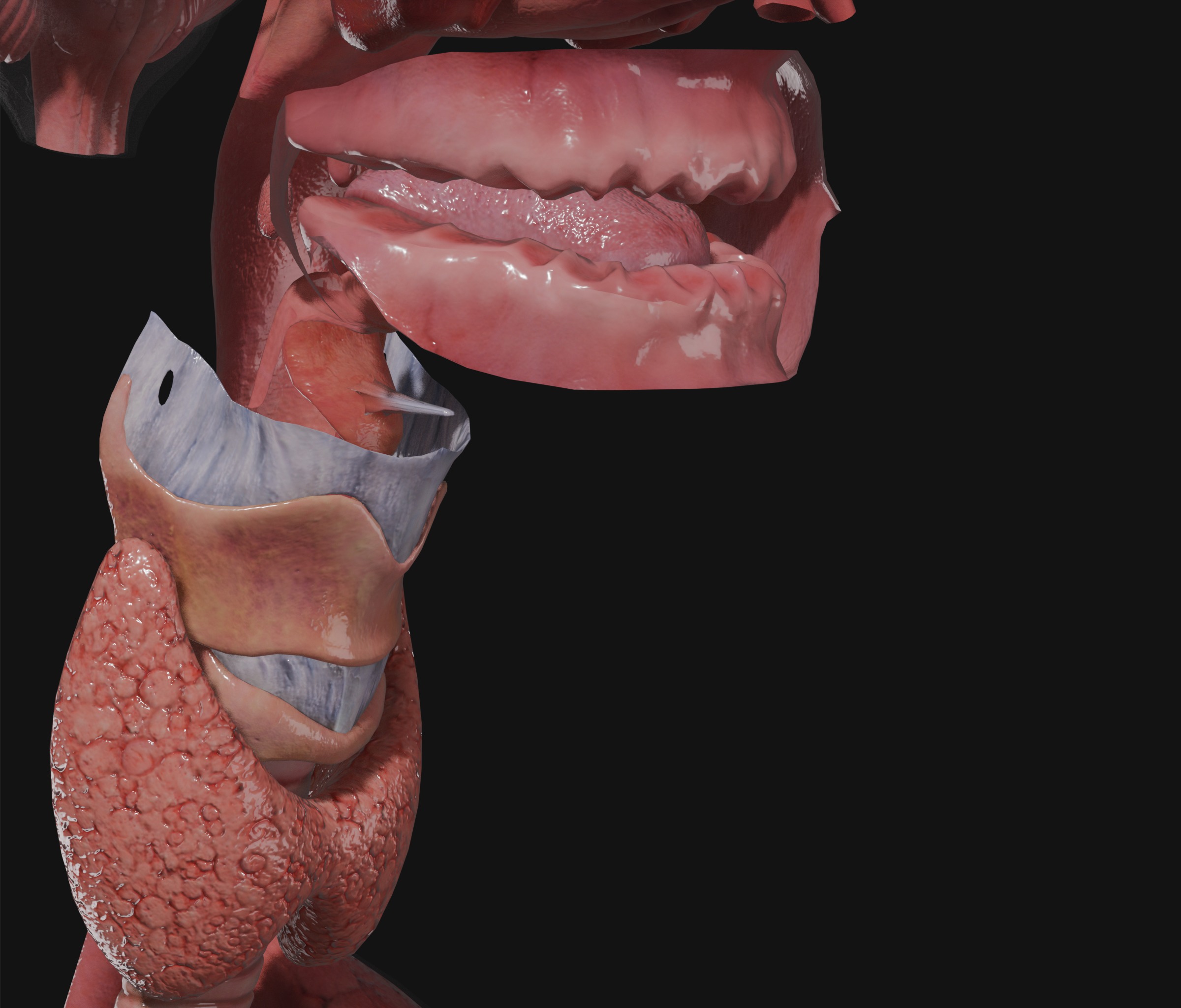 Anatomical Reference - Male and Female Human Organs 3D model | CGTrader