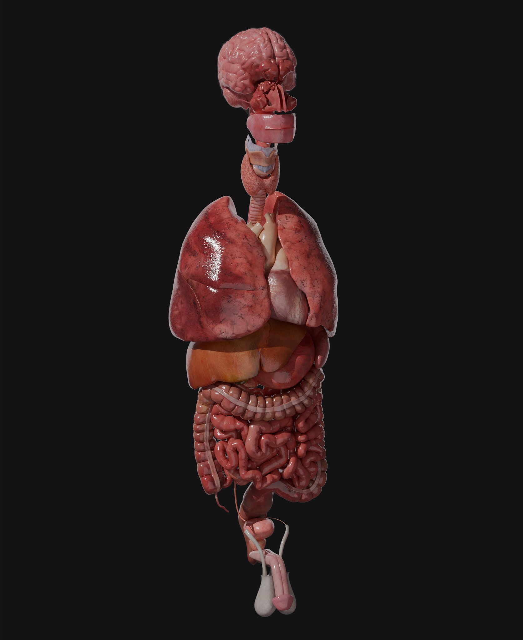 Anatomical Reference - Male and Female Human Organs 3D model | CGTrader