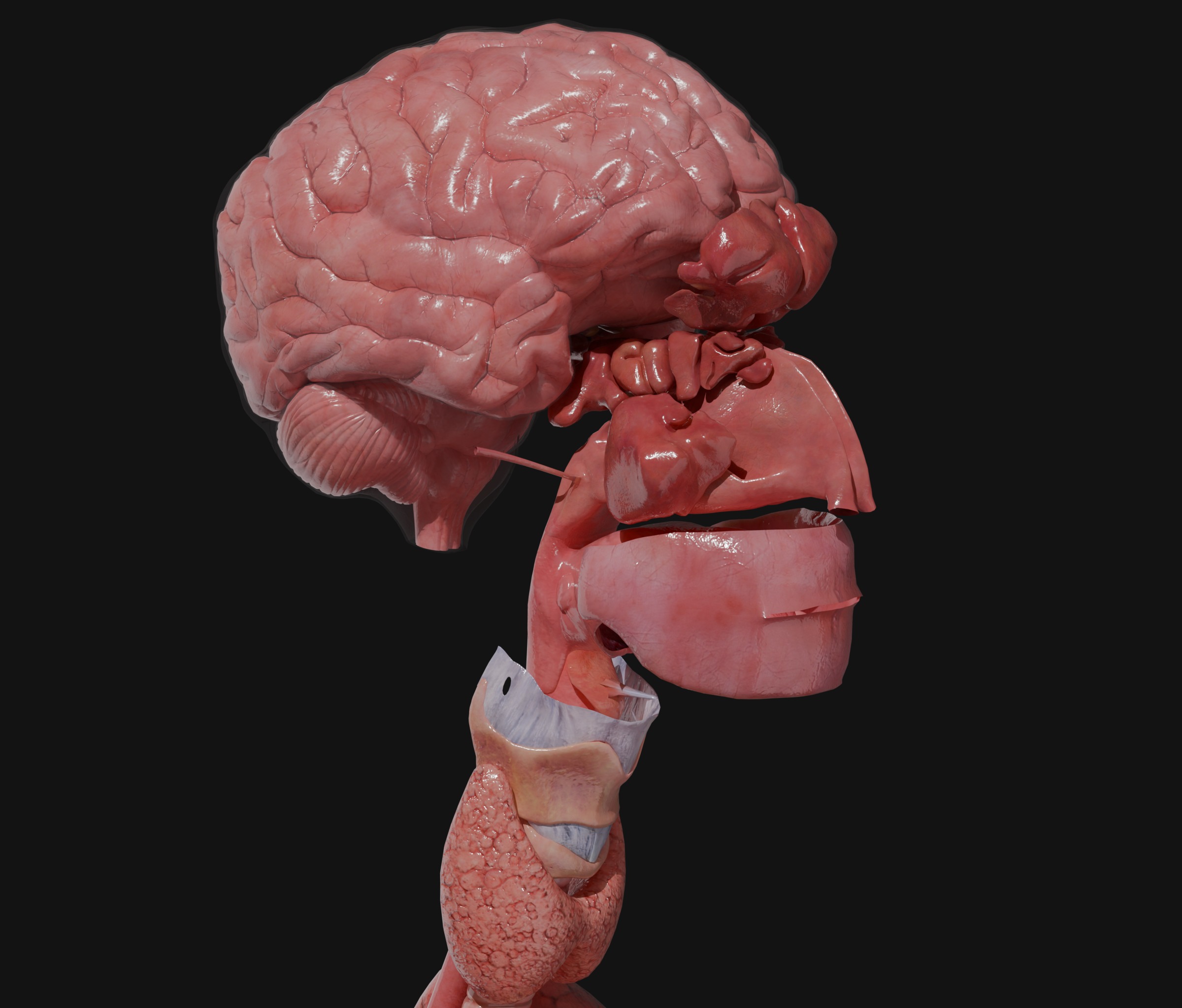 Anatomical Reference - Male and Female Human Organs 3D model | CGTrader