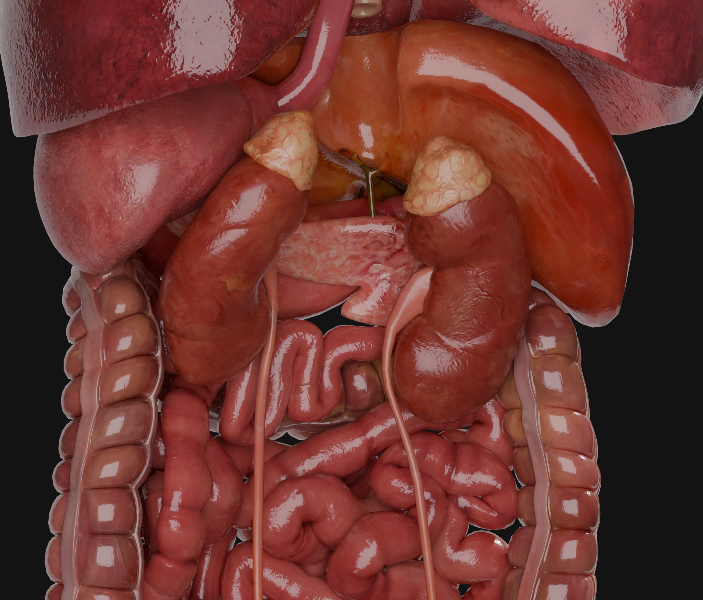 Anatomical Reference - Male and Female Human Organs 3D model | CGTrader
