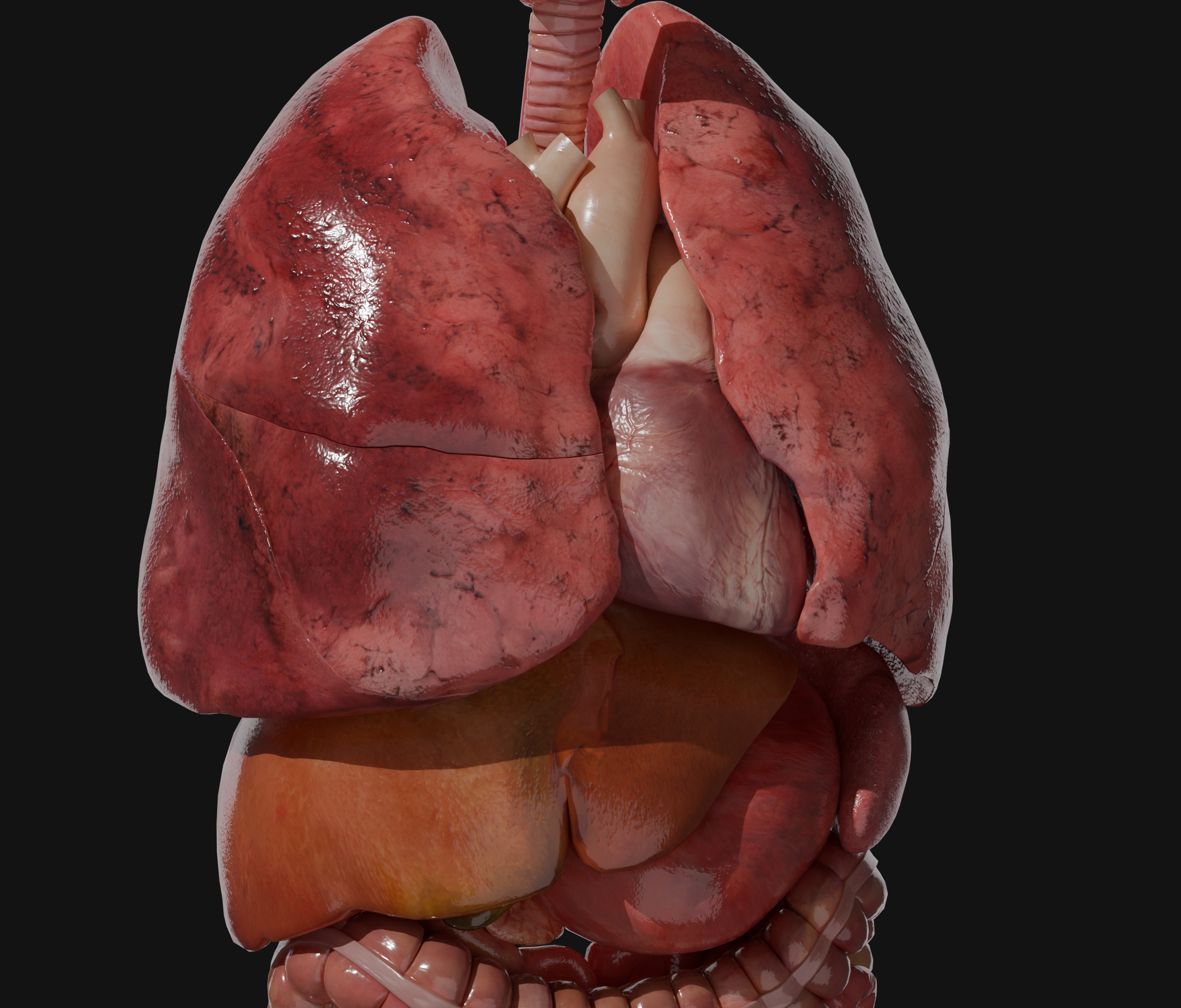 Anatomical Reference - Male and Female Human Organs 3D model | CGTrader