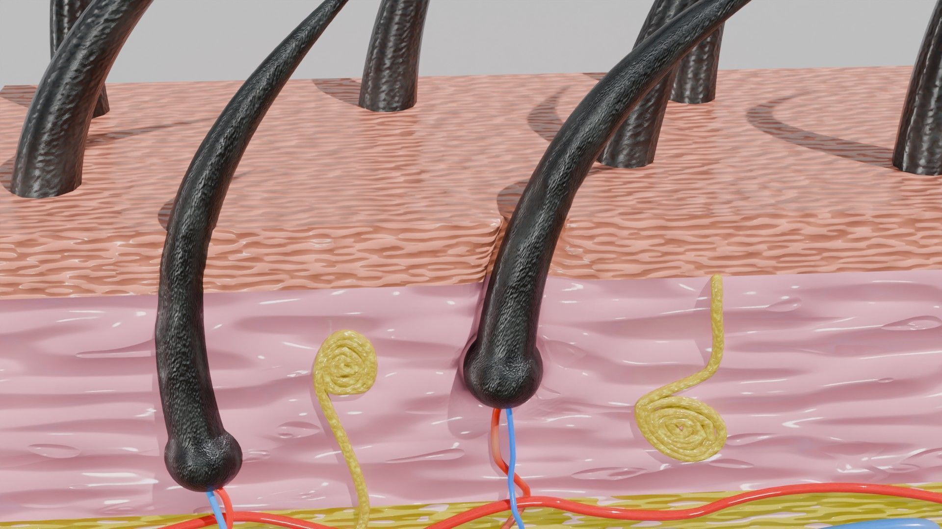3D Hair Follicle of a Human and Skin Layers 3D model | CGTrader