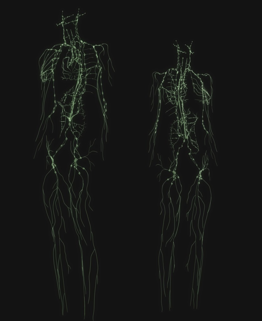 Anatomical Reference - Lymphatic Systems free 3D model | CGTrader