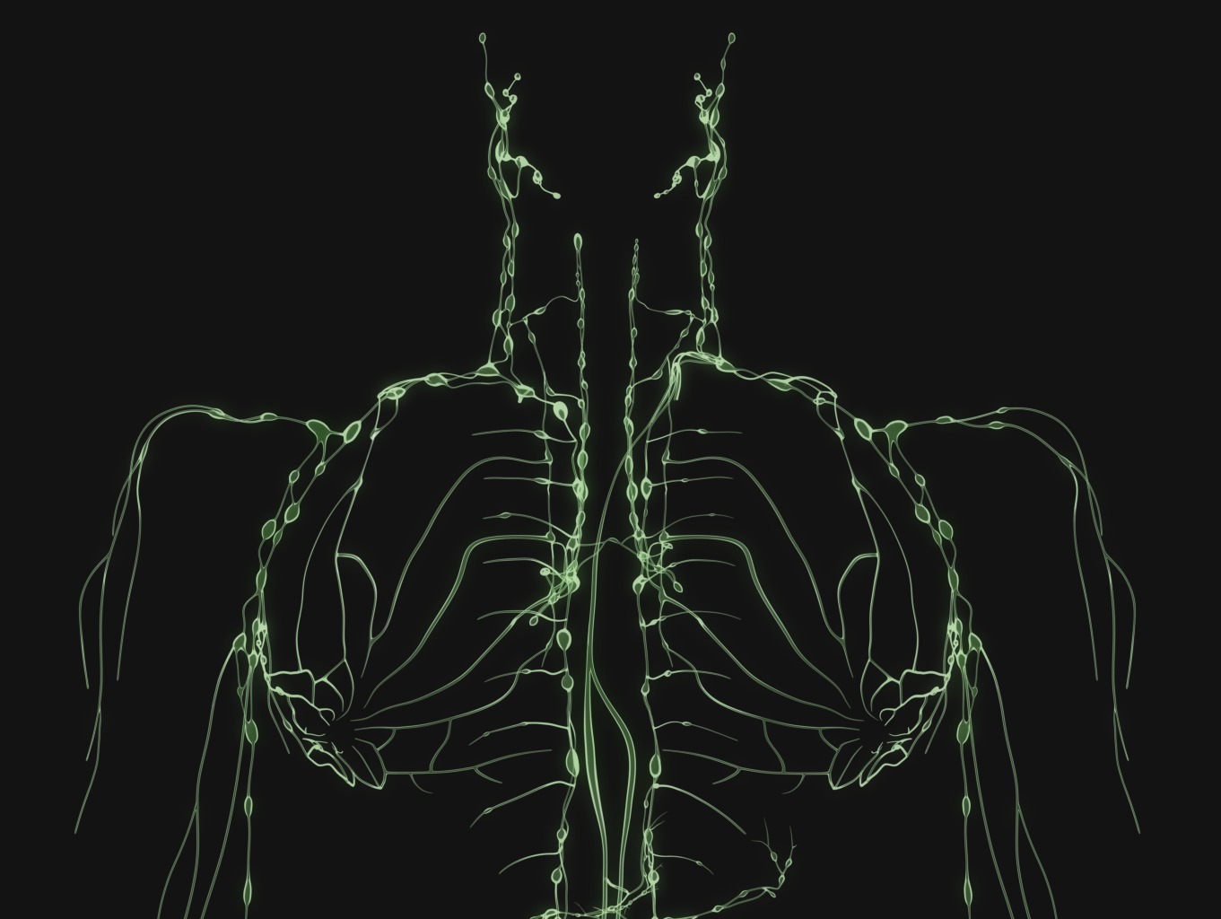 Anatomical Reference - Lymphatic Systems free 3D model | CGTrader