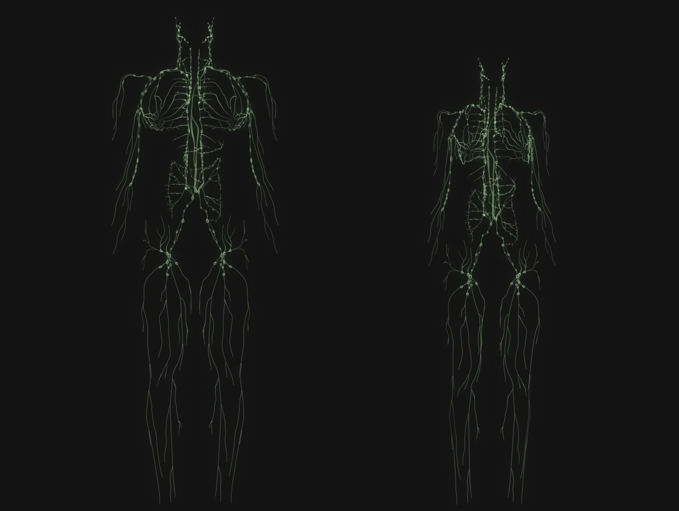 Anatomical Reference - Lymphatic Systems free 3D model | CGTrader