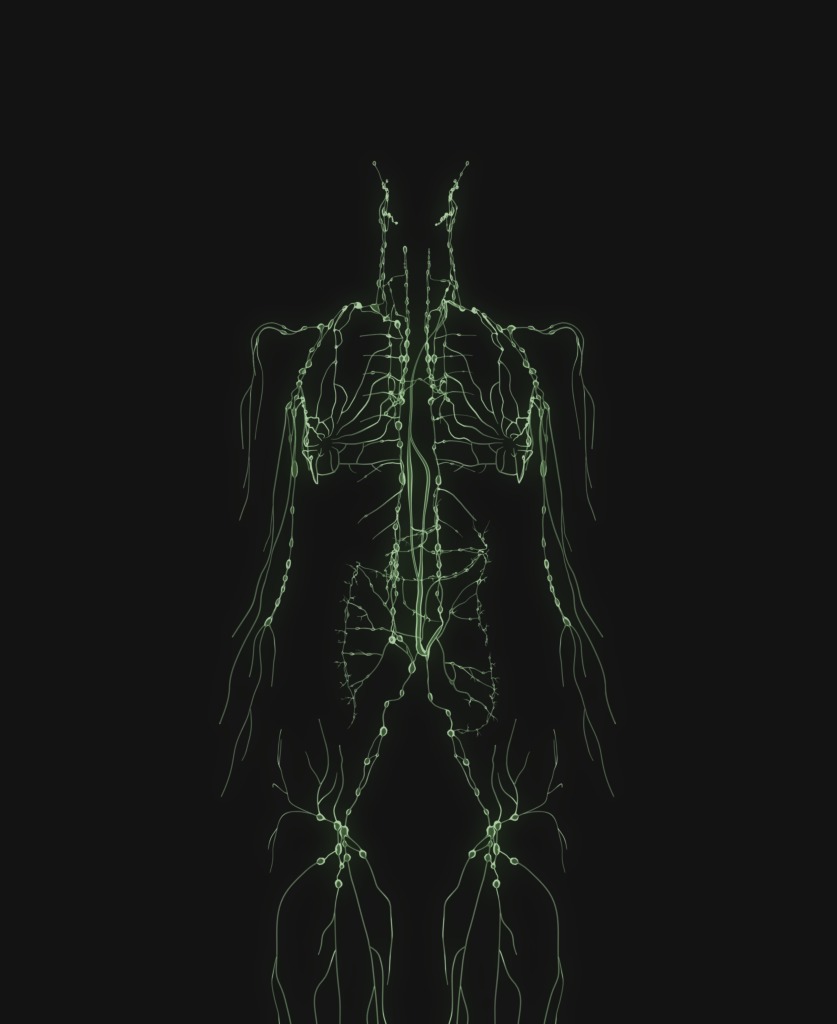 Anatomical Reference - Lymphatic Systems free 3D model | CGTrader